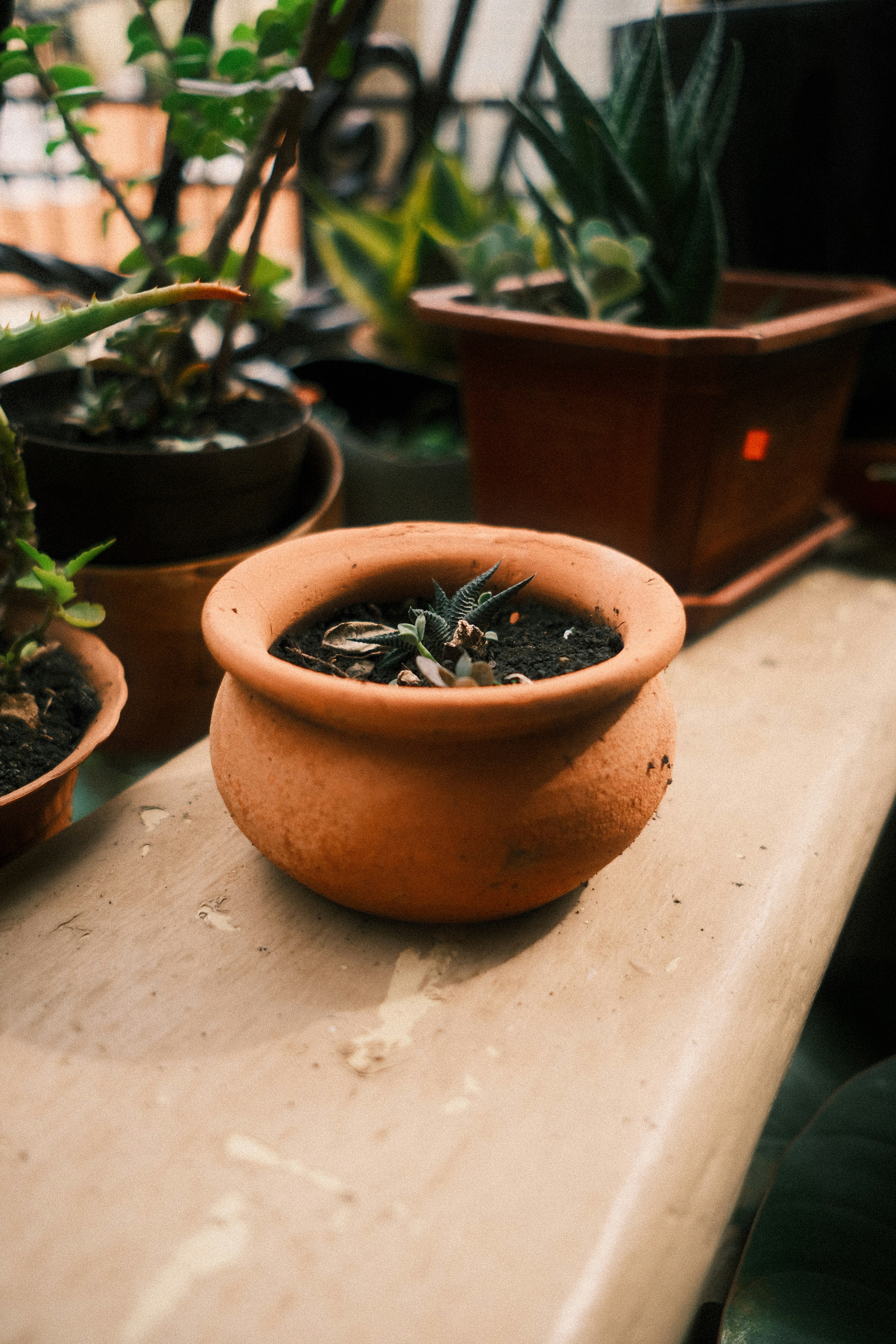 Terracotta Microgarden at the Edge: a lone succulent anchors a sunlit balcony ledge