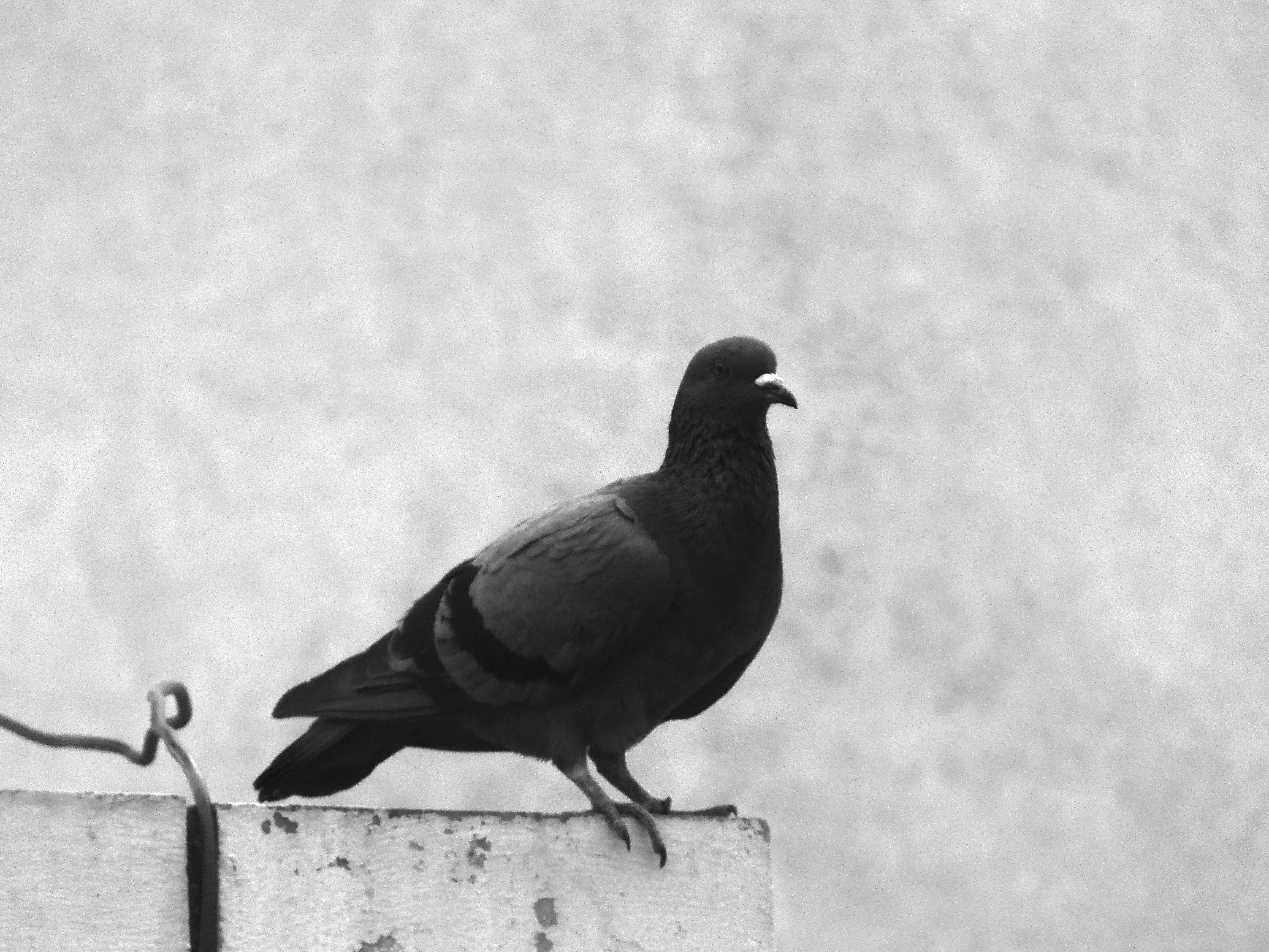 Photo by Muhammed Faizan Hussain with Nikon Coolpix L320