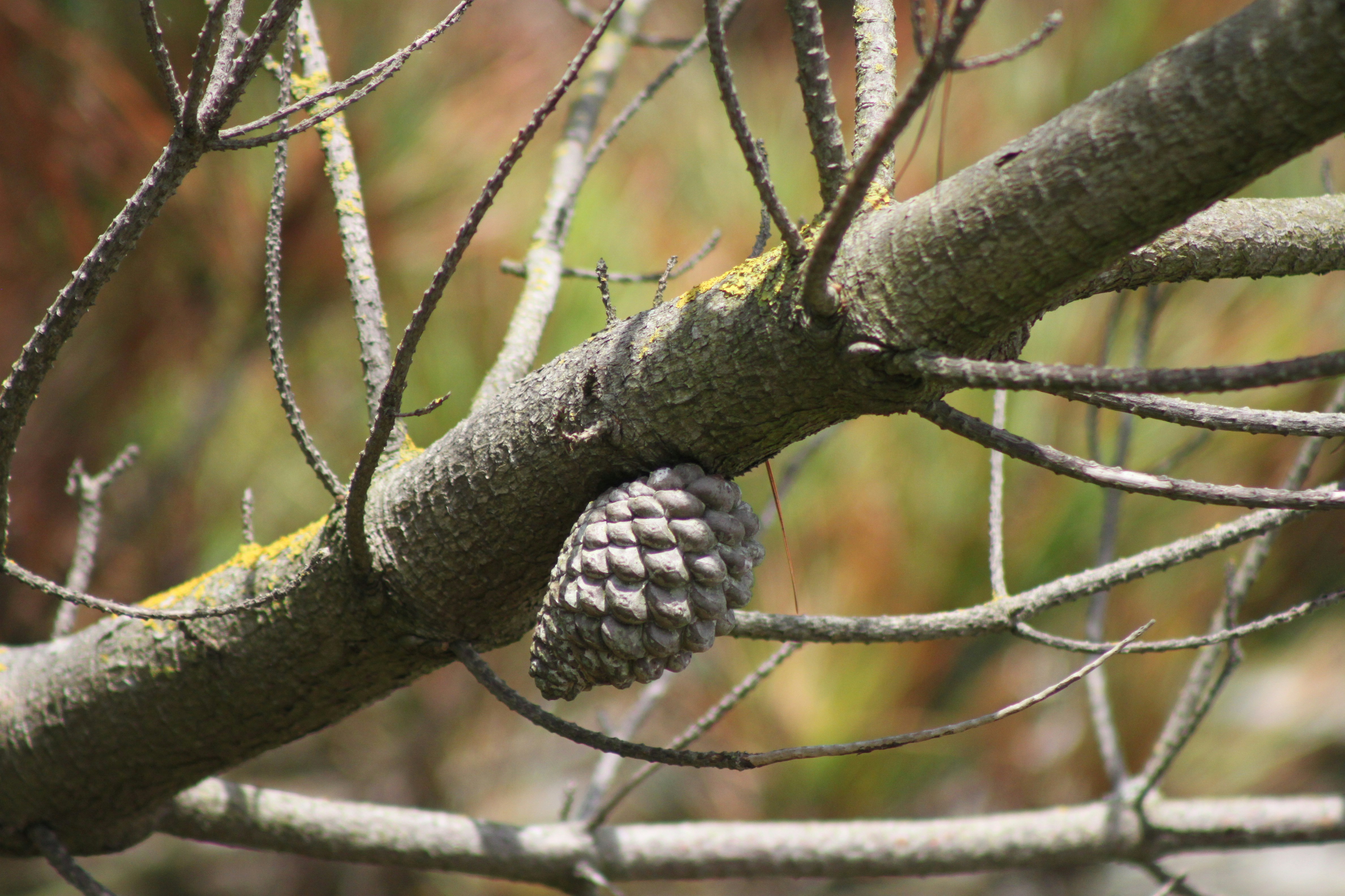 Close-up of a single pine cone hanging from a branch, with a blurred autumnal background and textured bark in the foreground.