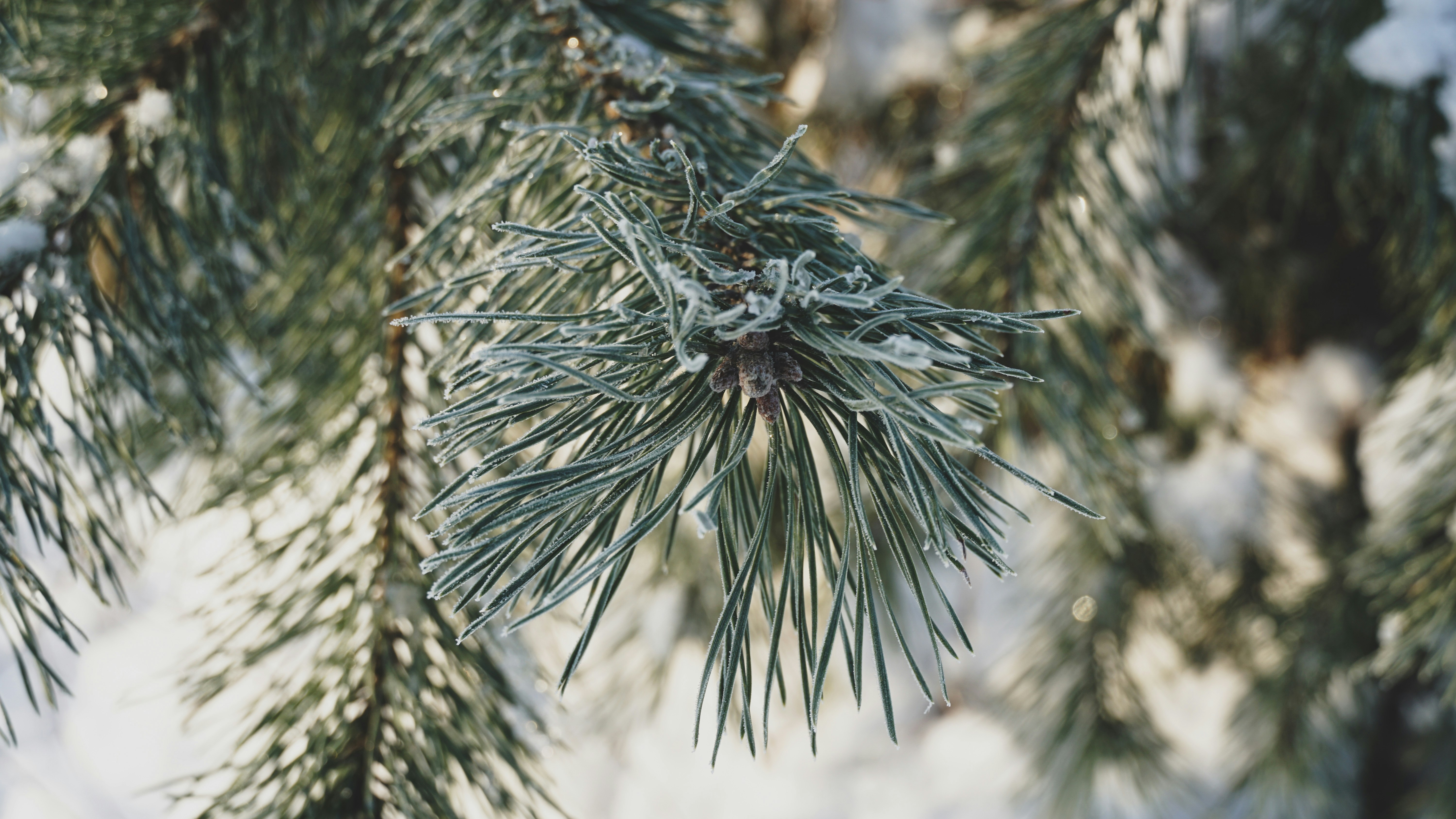 A pine branch in the snow at dawn