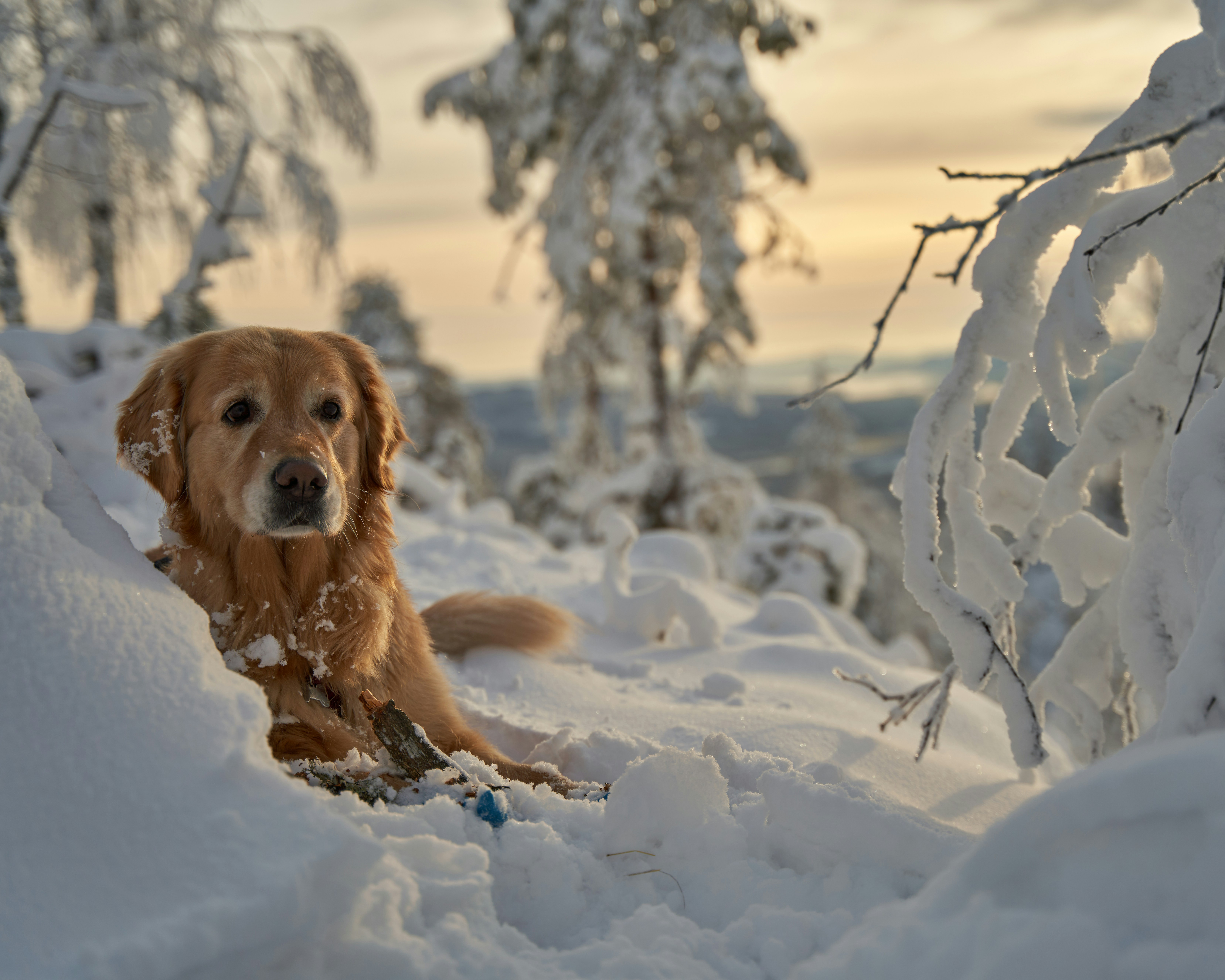 Dawn's Golden Sentinel: A Golden Retriever in Velvet Snow