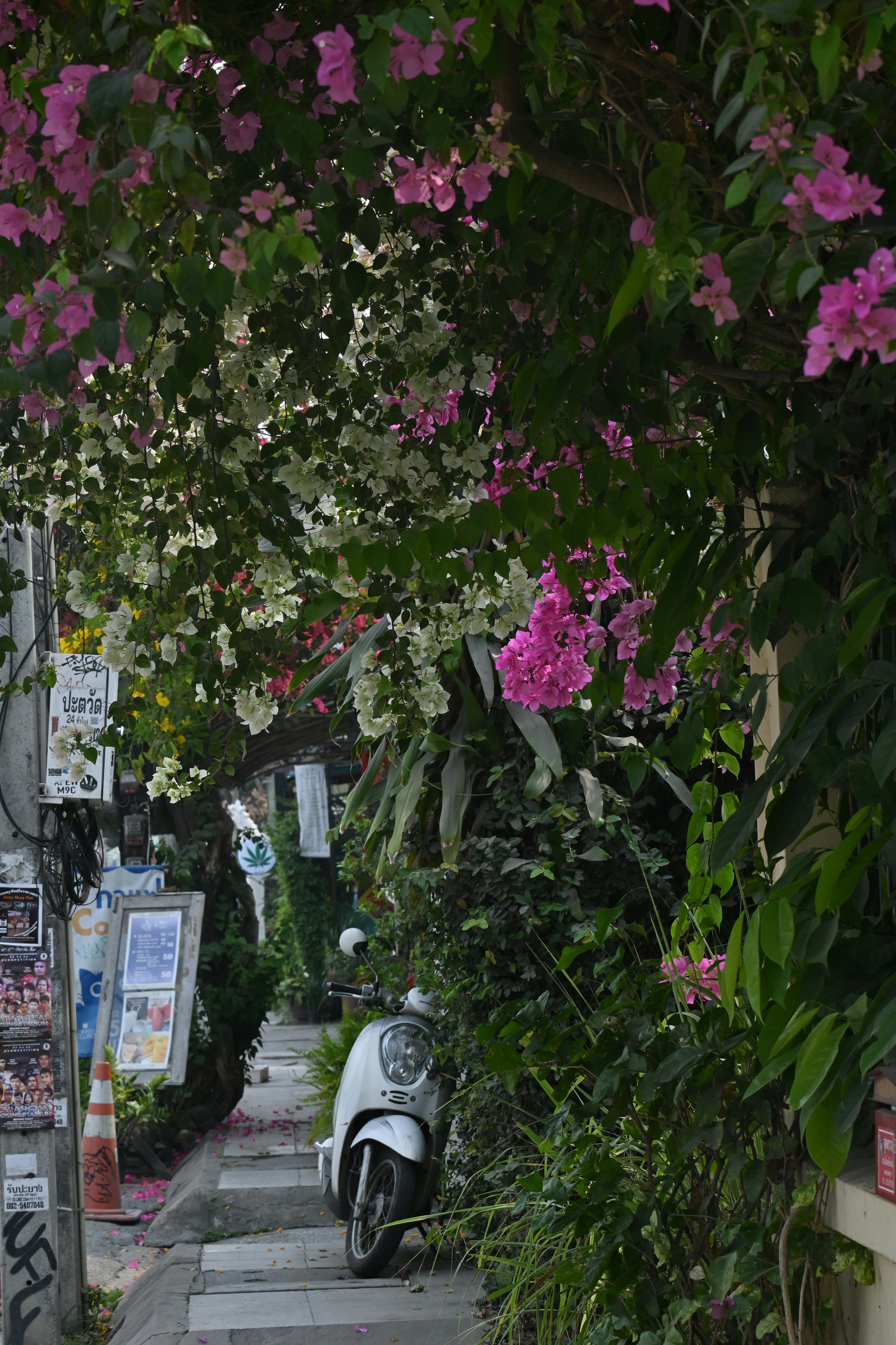 Vibrant bougainvillea blooms frame a narrow pathway, revealing a classic scooter nestled among lush greenery. The scene invites exploration.