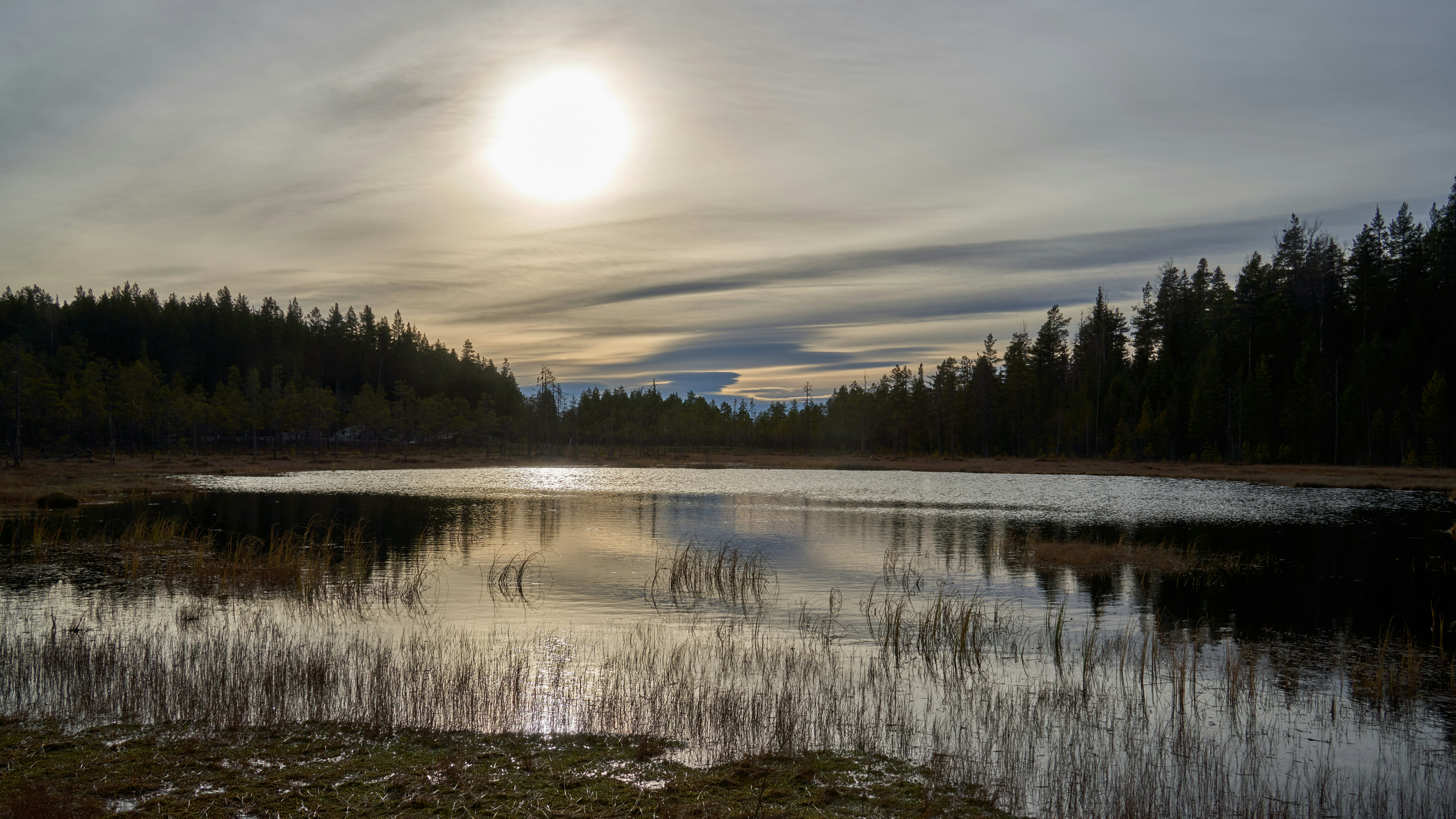 Whispering Pines by the Reflective Lake