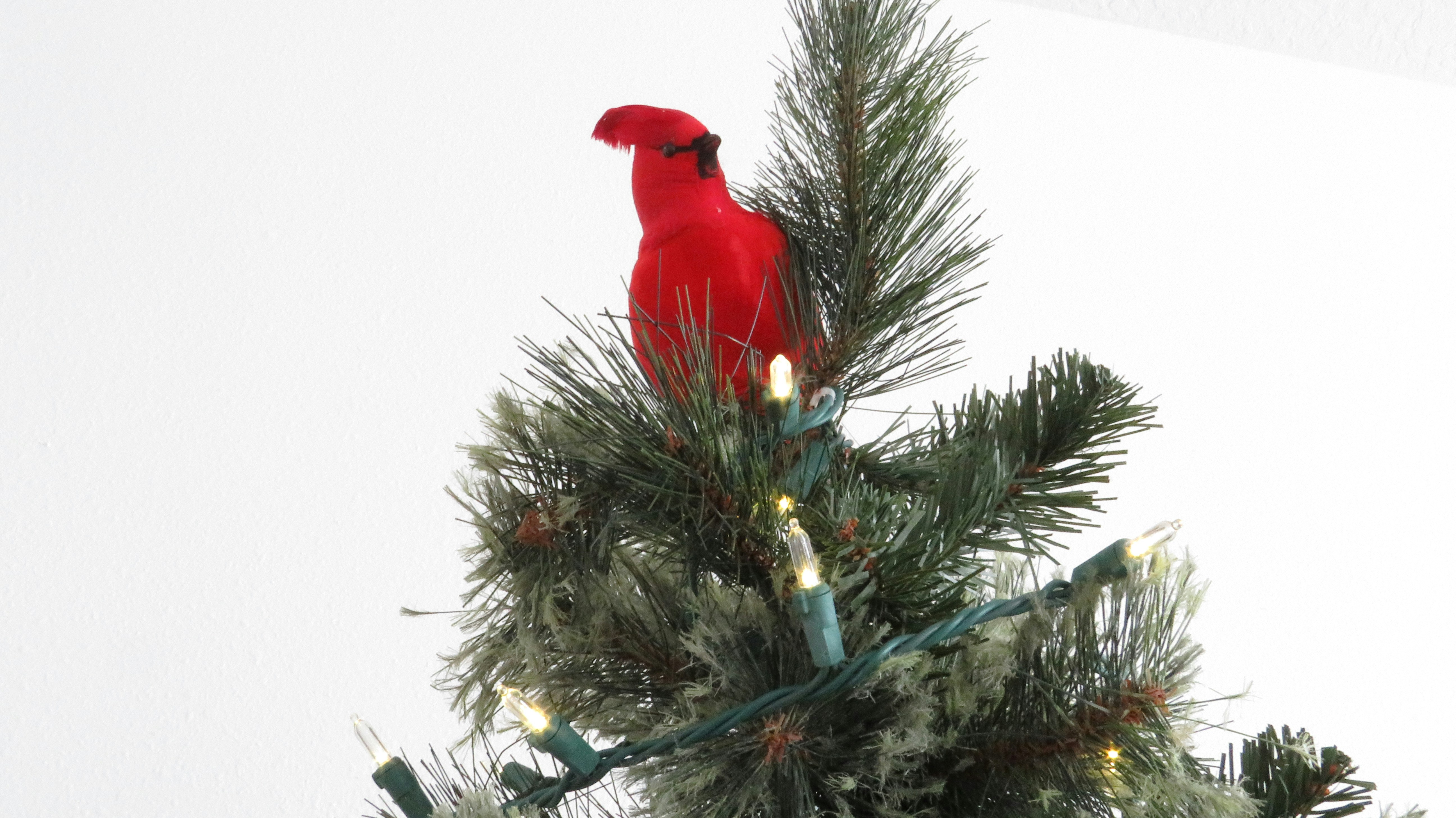 Crimson Cardinal Perched Among Fairy-Lit Pine Branches