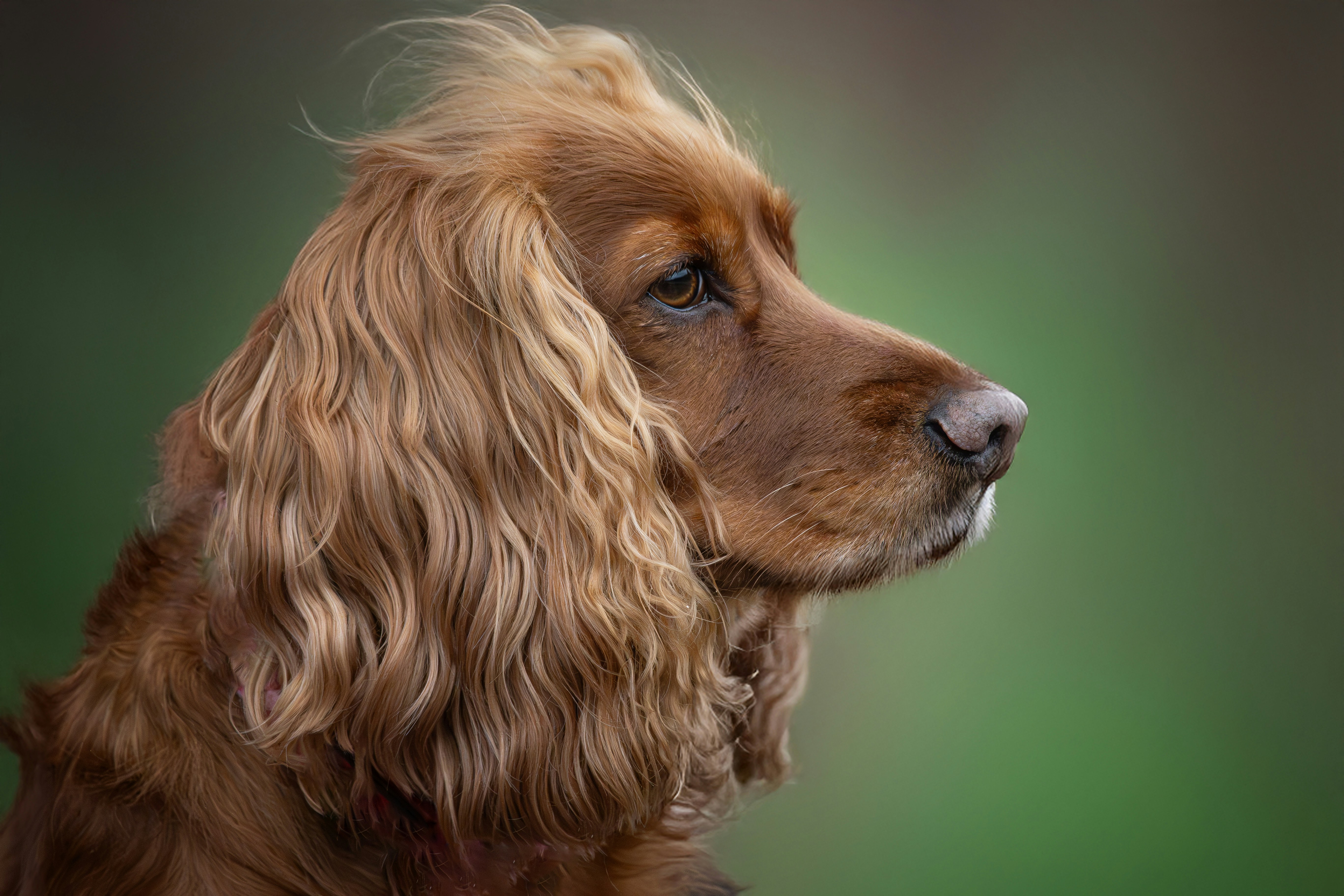 Close-up of a golden cocker spaniel, showcasing its expressive eyes and soft, wavy fur against a blurred green background.