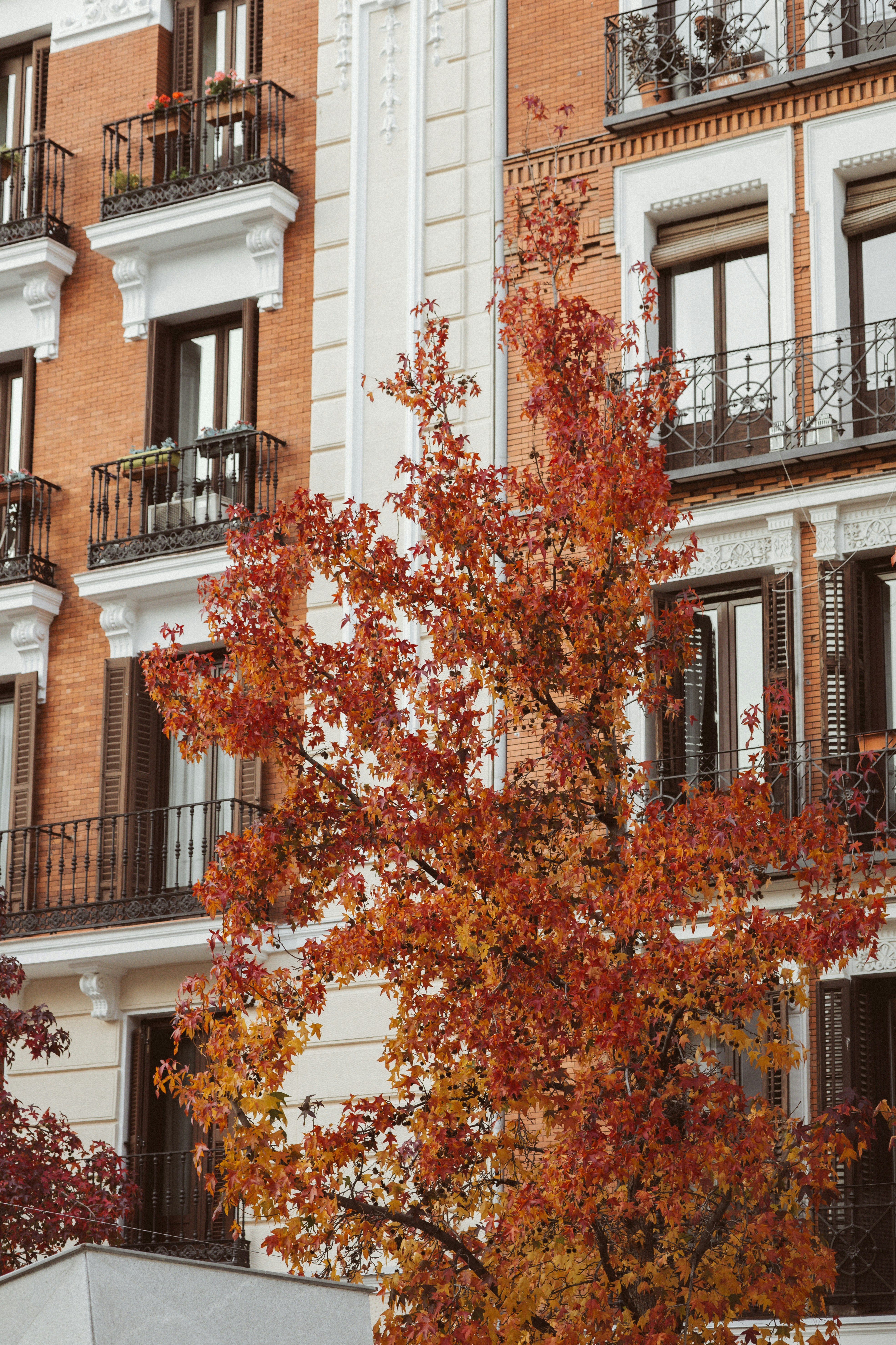 Crimson Canopy Framing a European Brick Facade