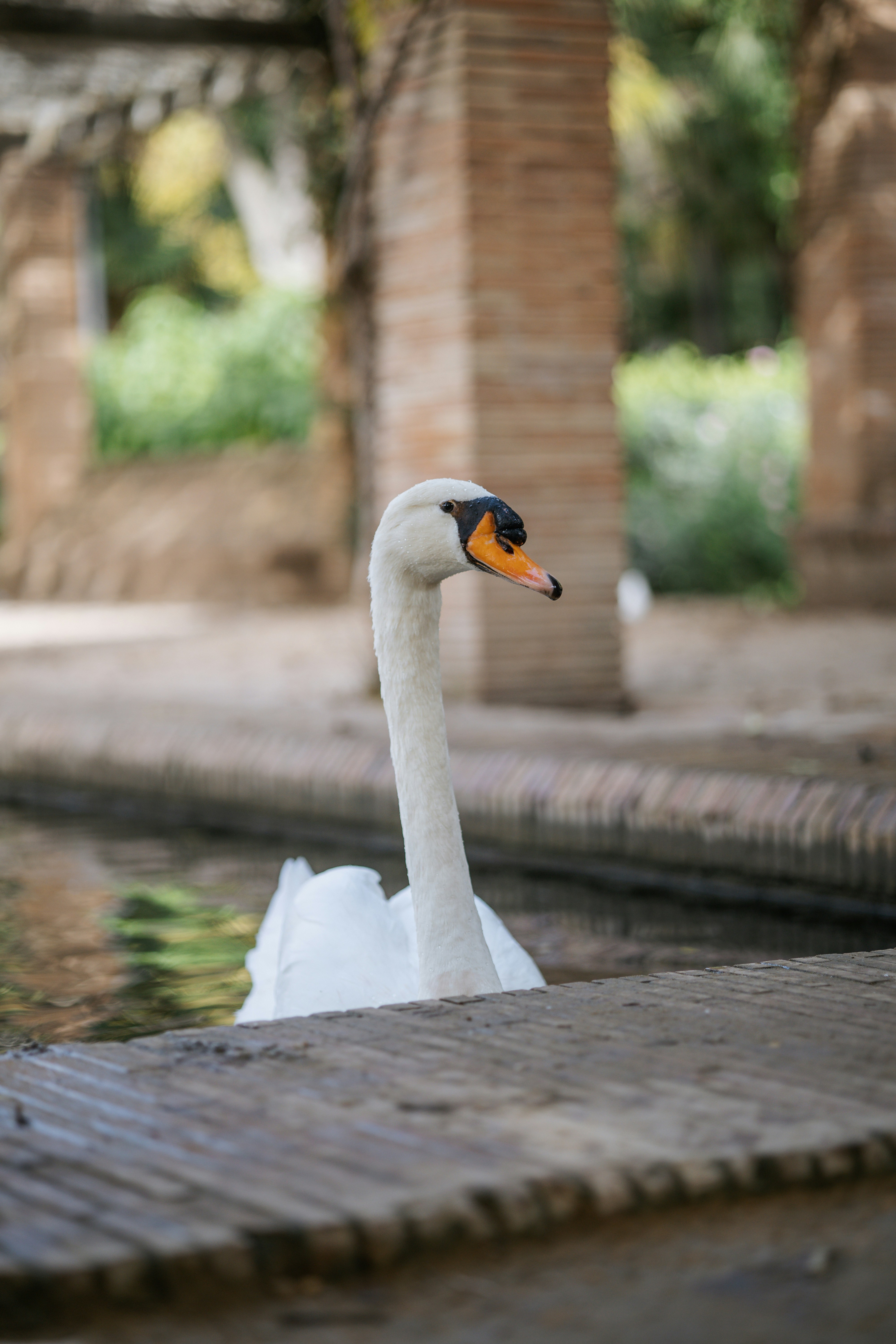 A white swan sitting on top of a body of water photo – Free Wildlife ...