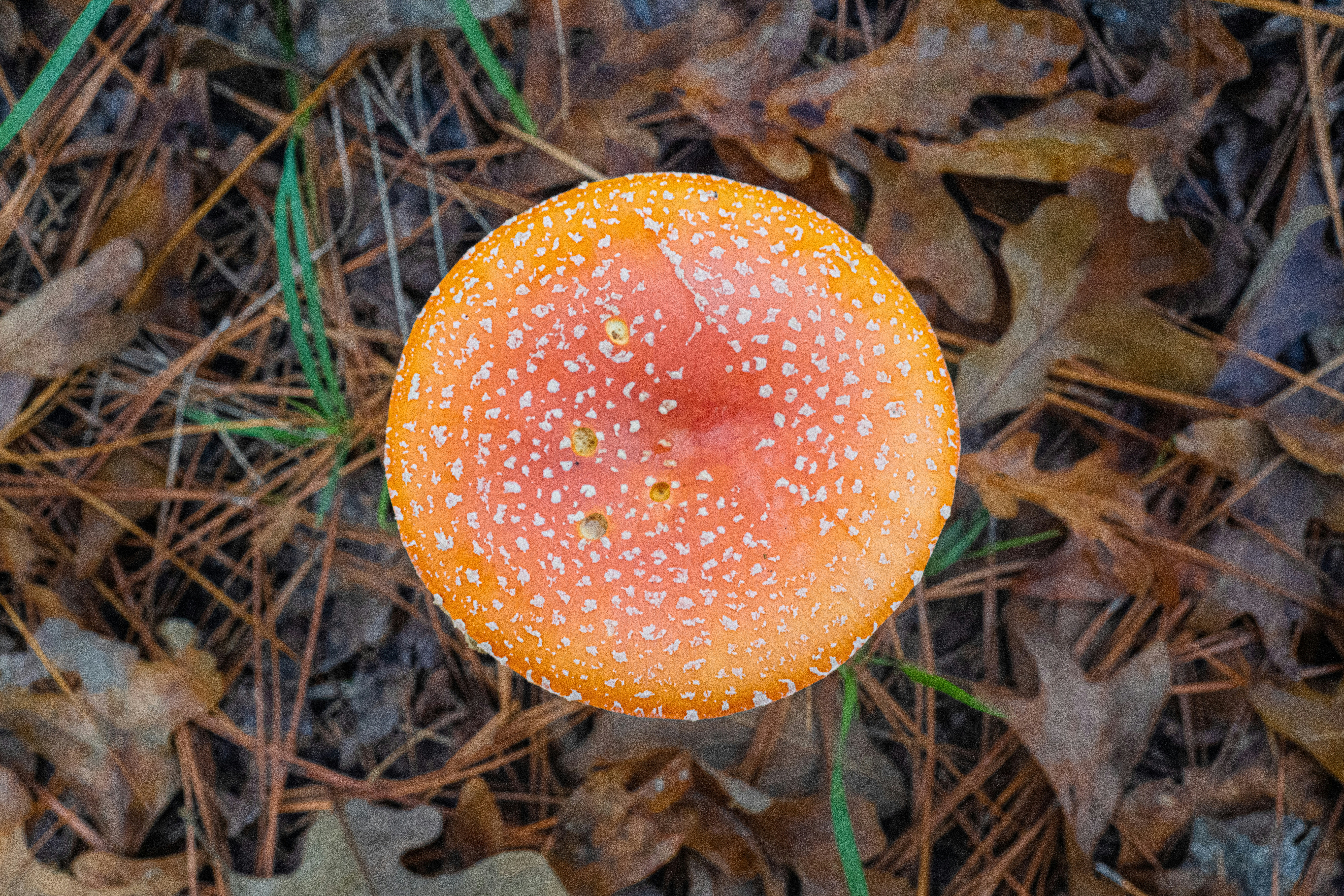 Top view of a vibrant orange mushroom with white speckles amidst fallen leaves and pine needles.
