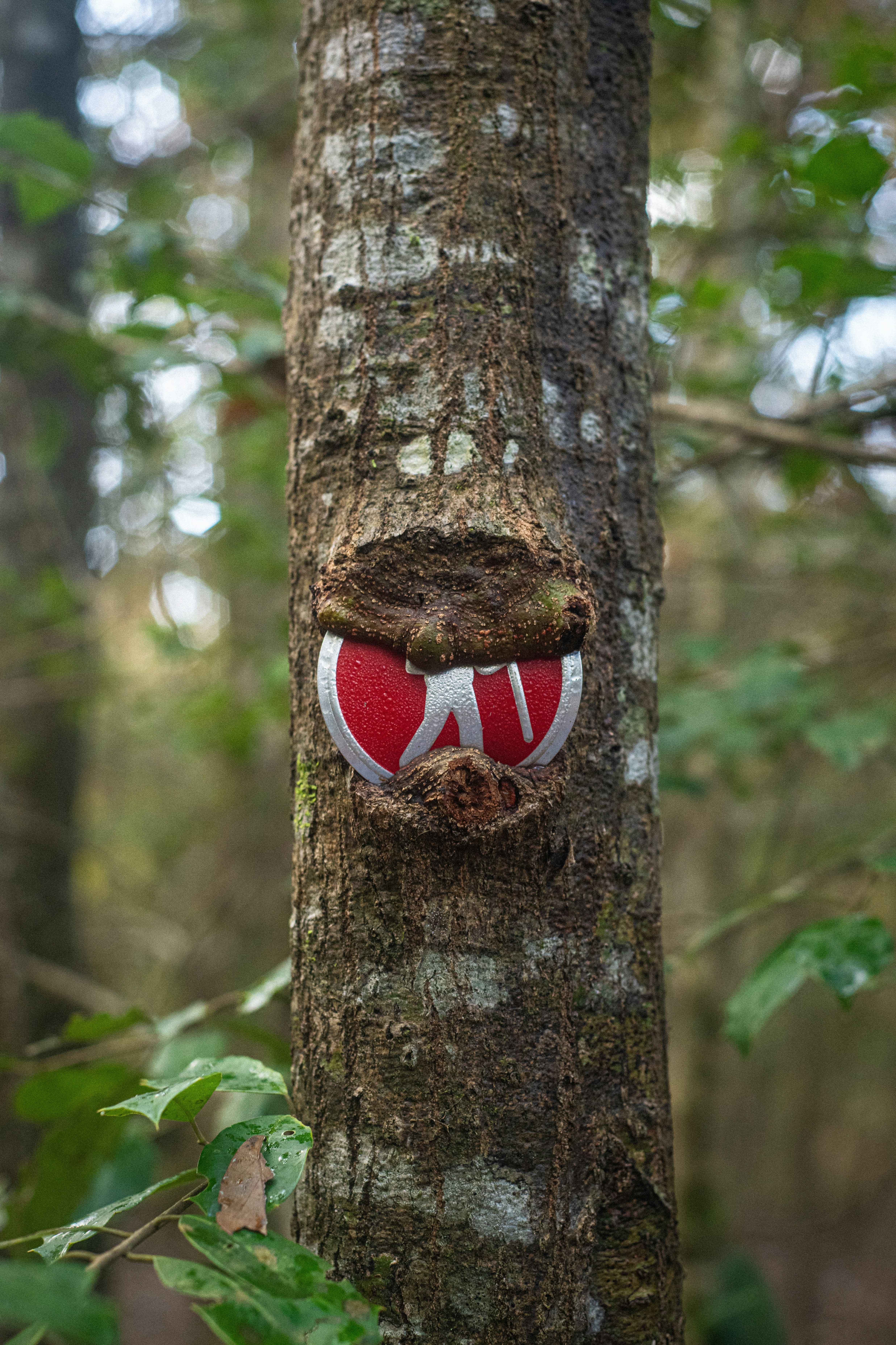 Red Sneaker Lodged in Bark: A Forest's Curious Sign