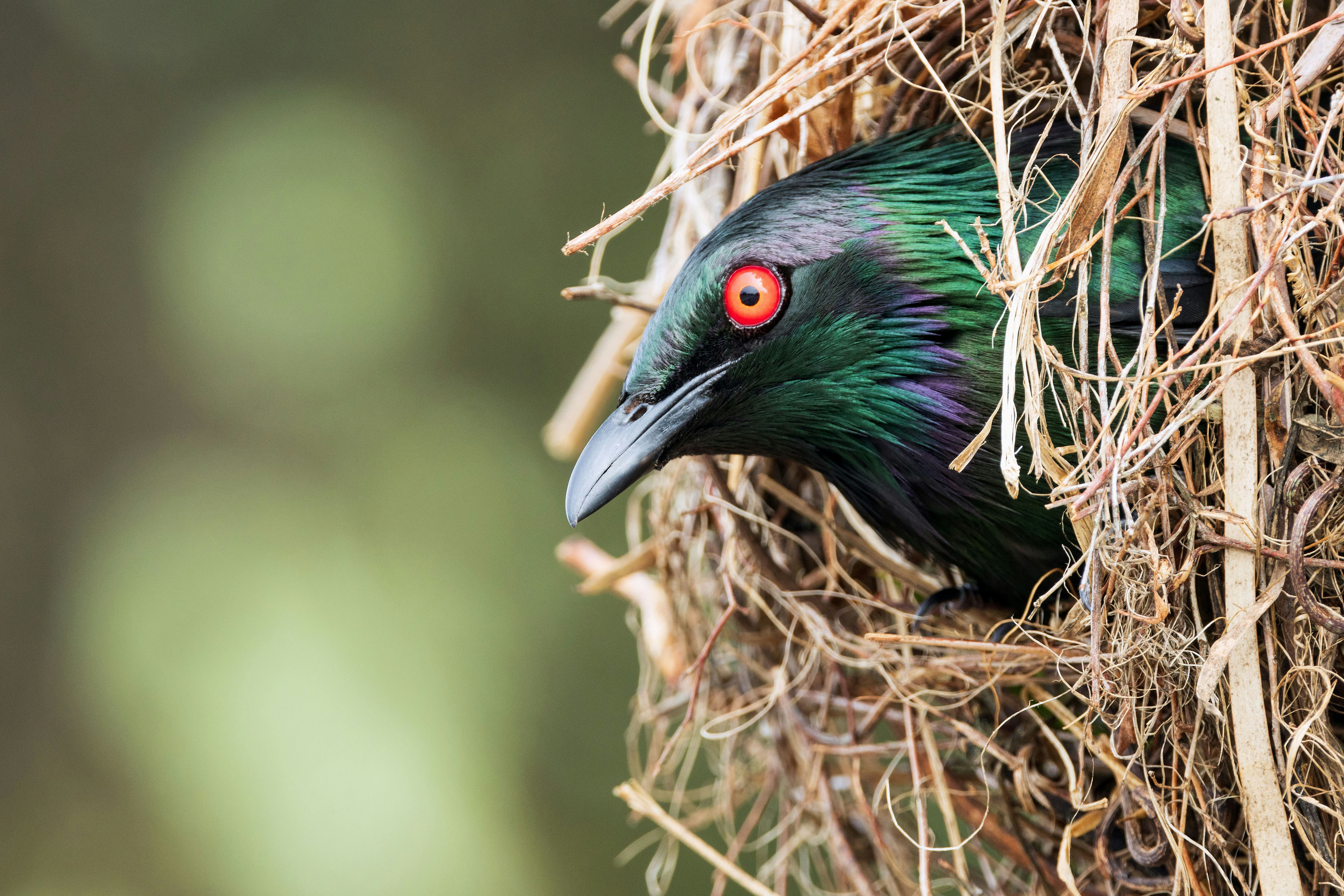 Emerald Guardian: A Glimpse into Nature's Craftsmanship
