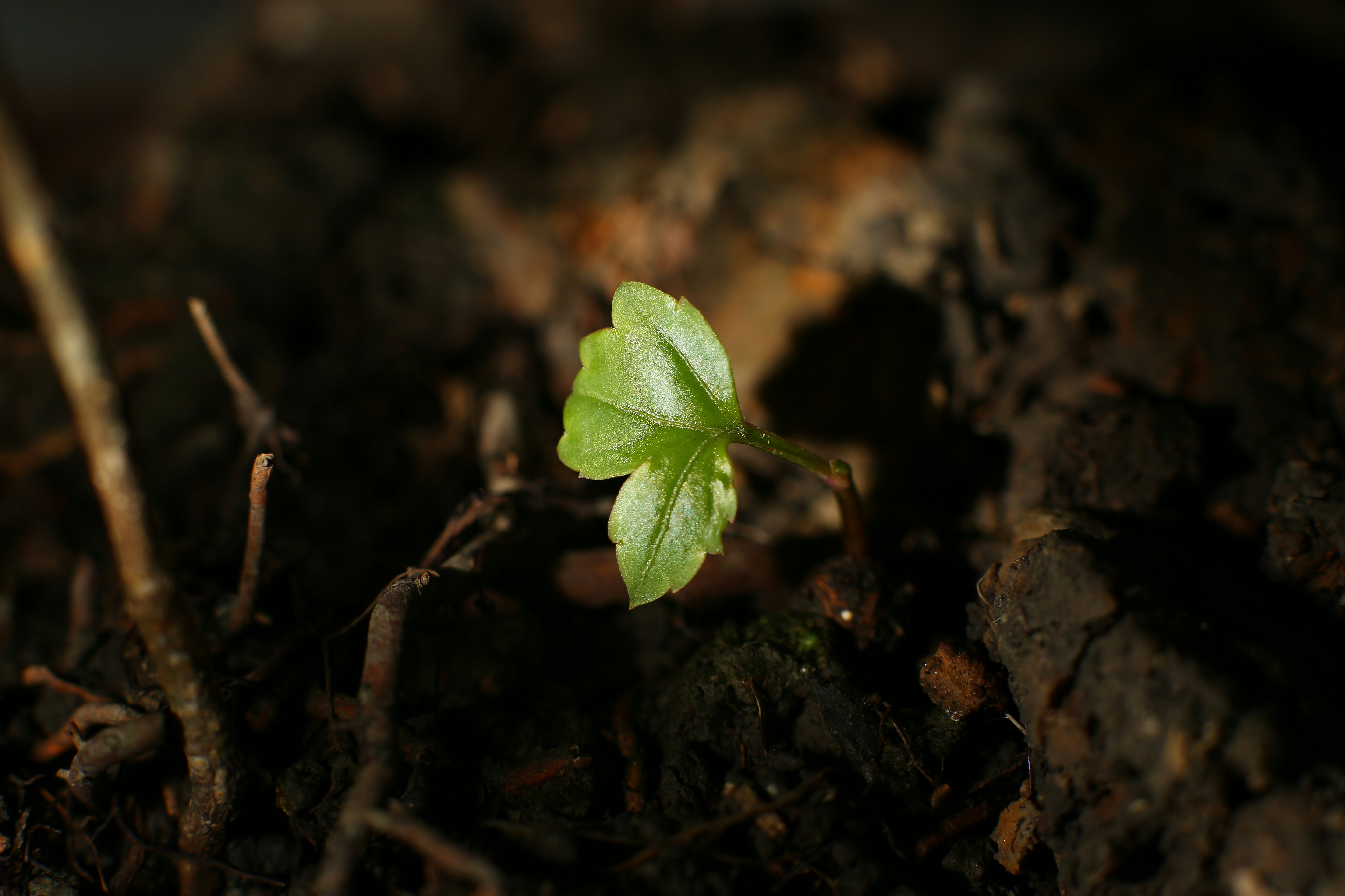 Beautiful little plants in the dark.