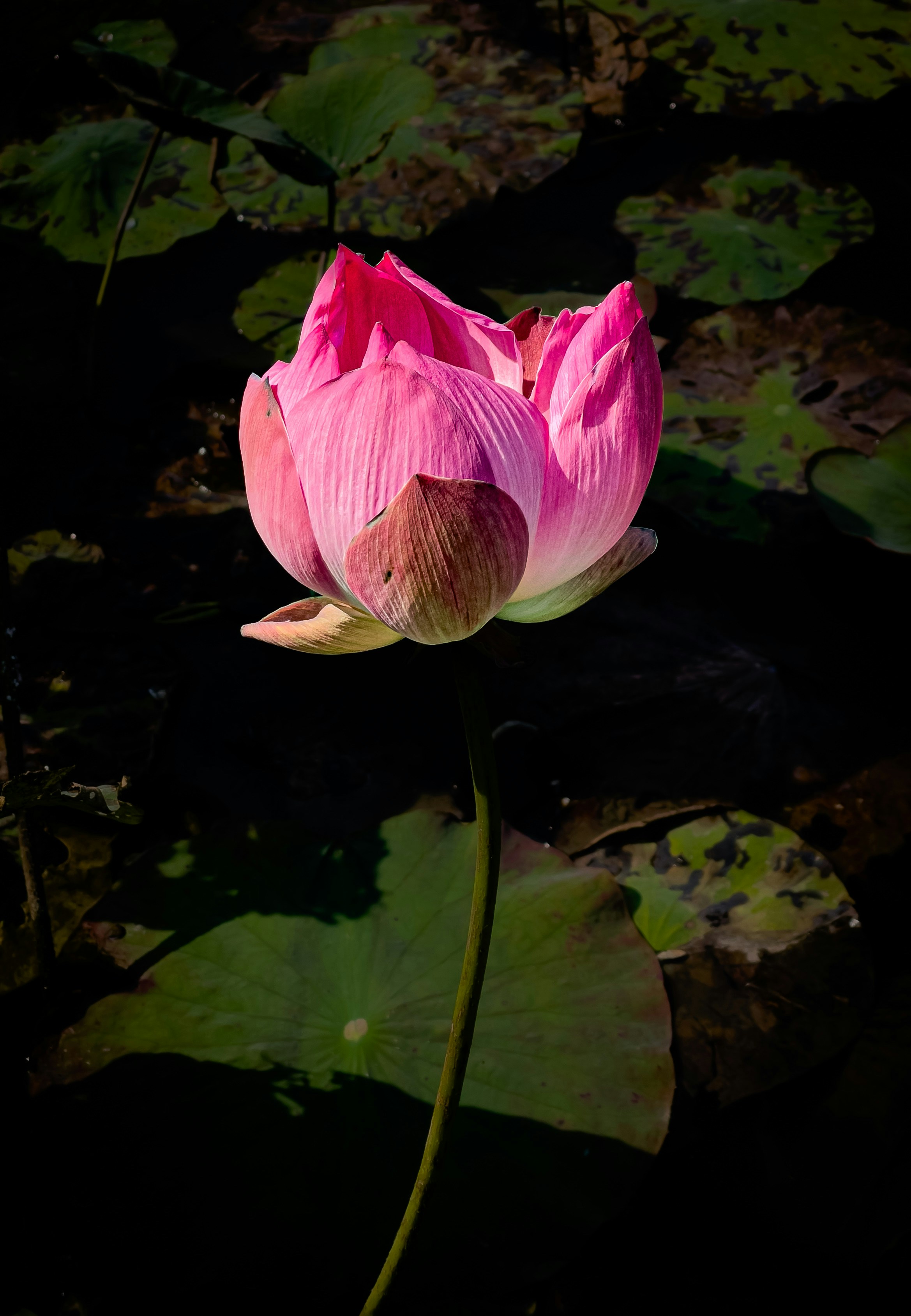 Phantom Bloom: Pink Lotus Piercing the Shadowed Pond