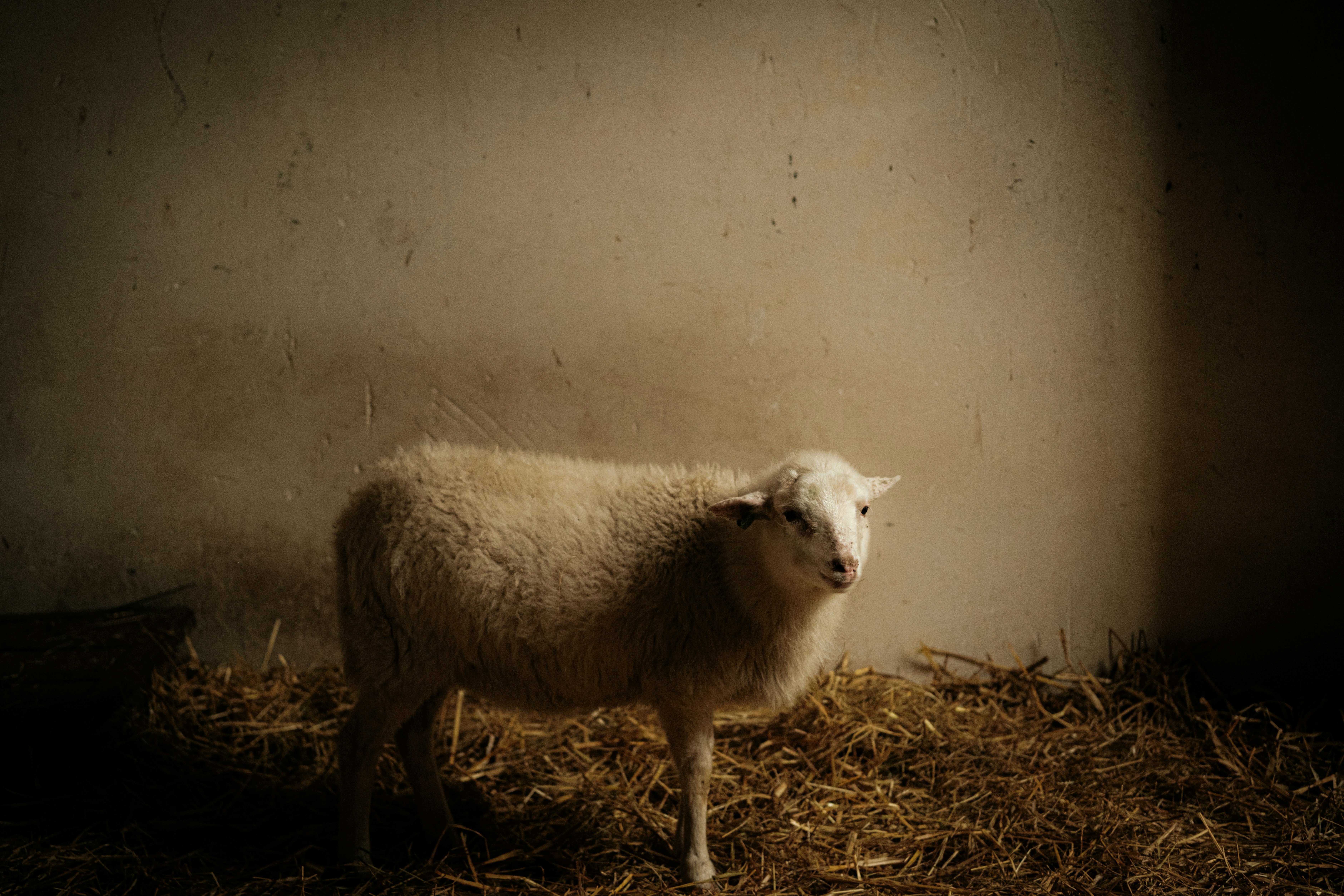 Spotlit Lamb at the Barn’s Edge