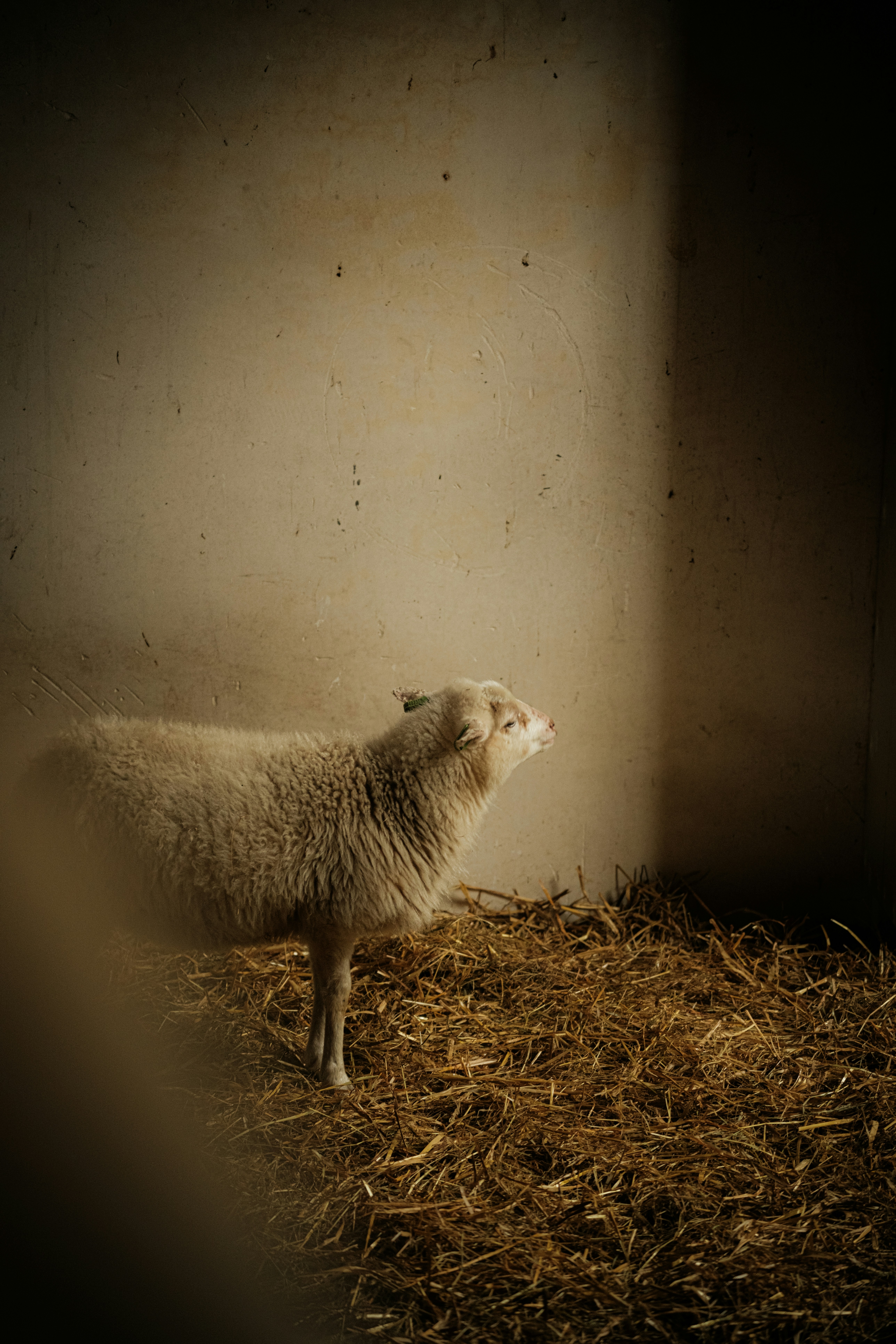 Lamb in a Straw-Lit Stall: A Quiet Moment by the Bare Wall