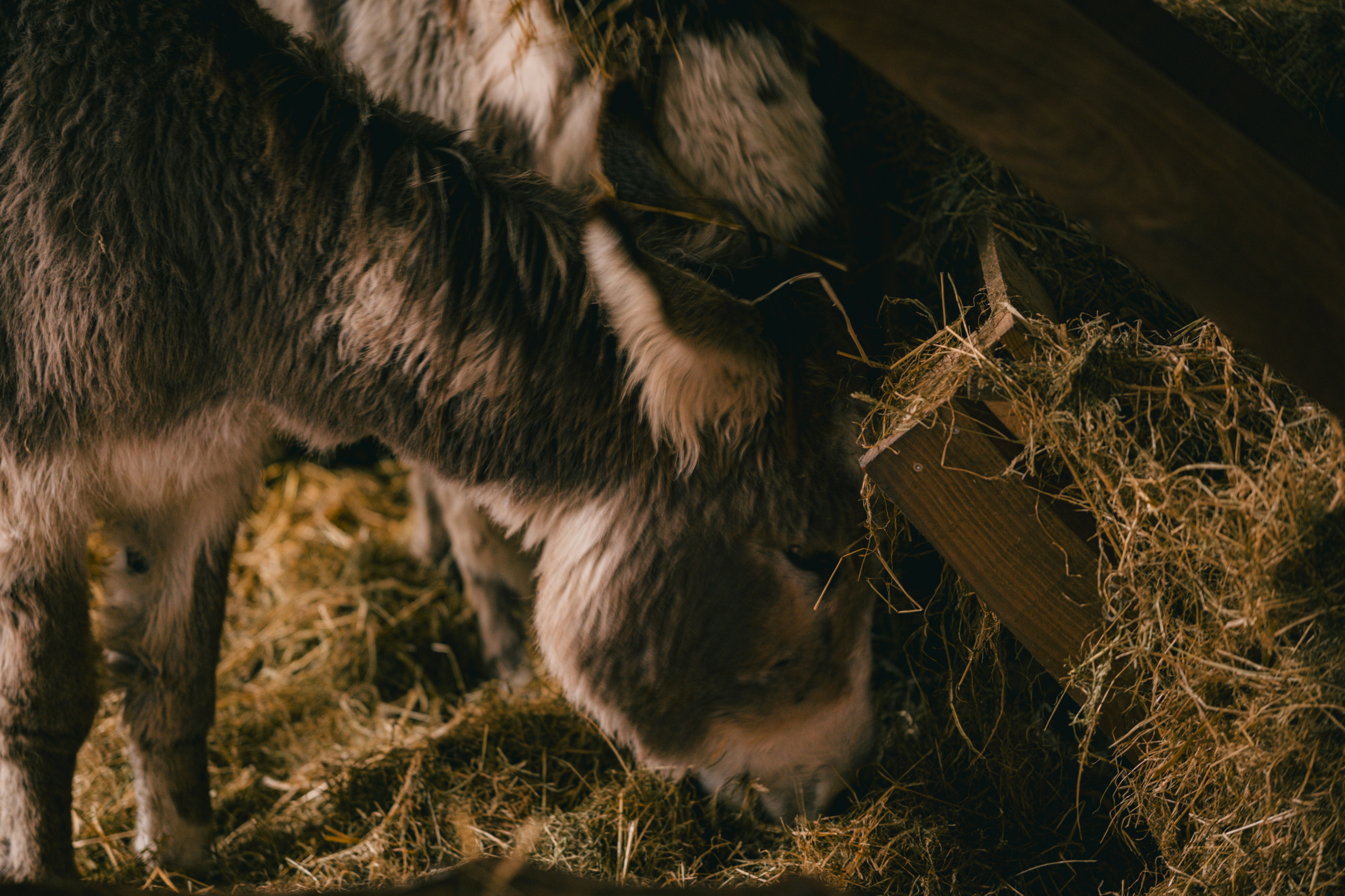 A donkey eating hay in a barn photo – Free Animal Image on Unsplash