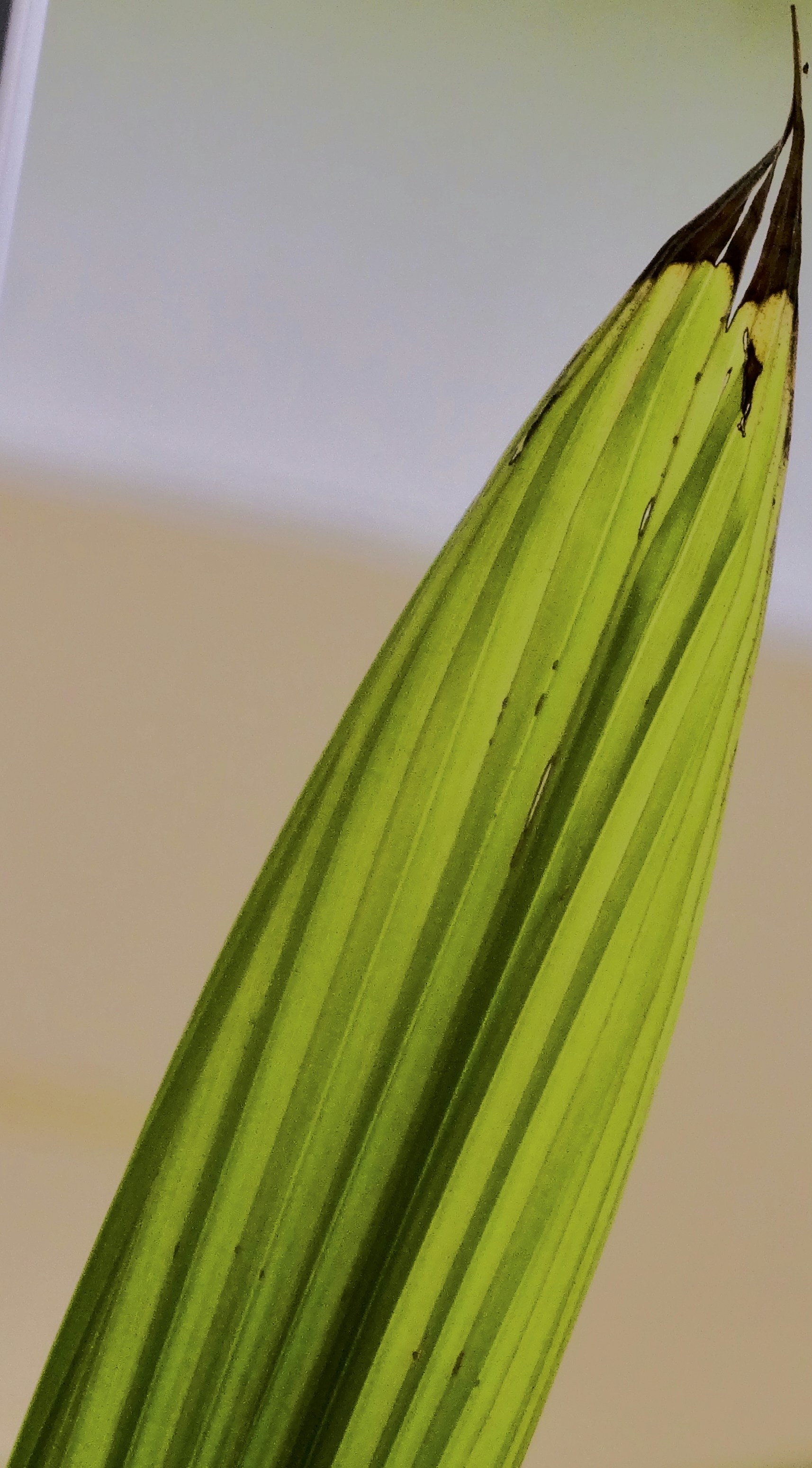 A close up of a green plant with long thin leaves photo – Free Flower ...