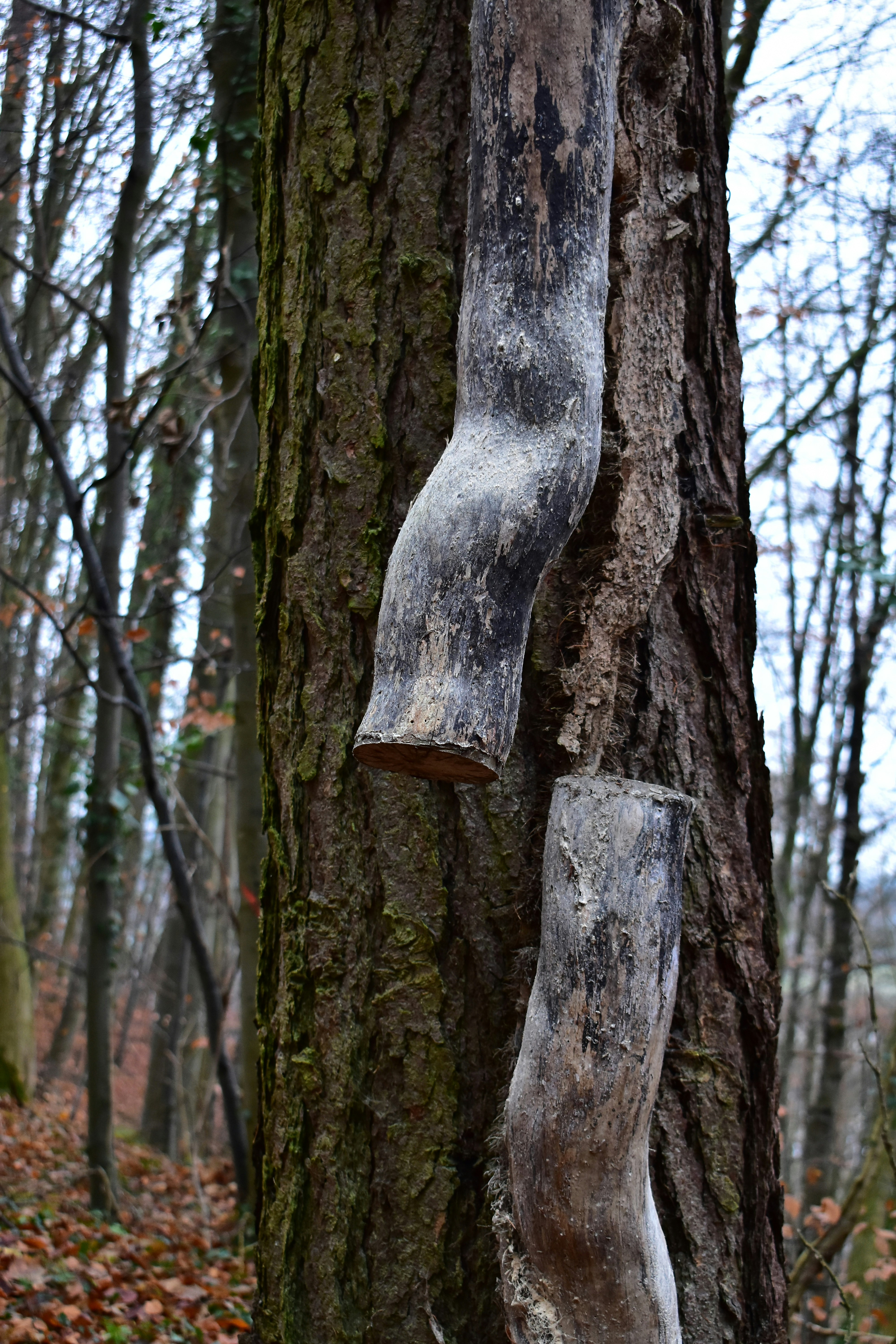Curved Timber Fragments Cling to a Weathered Trunk in a Quiet Forest