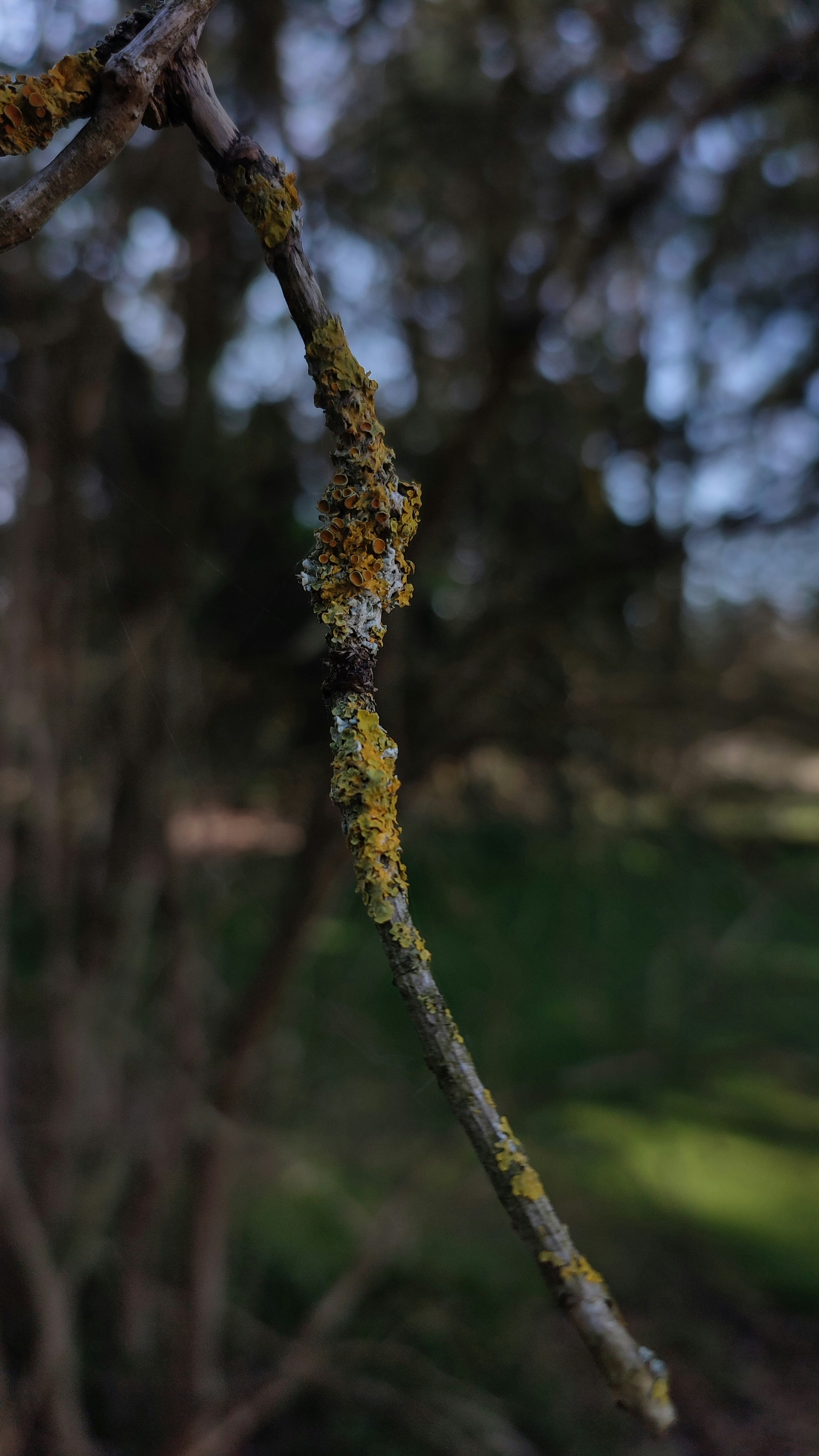 A commensalism relationship between lichens and the branches