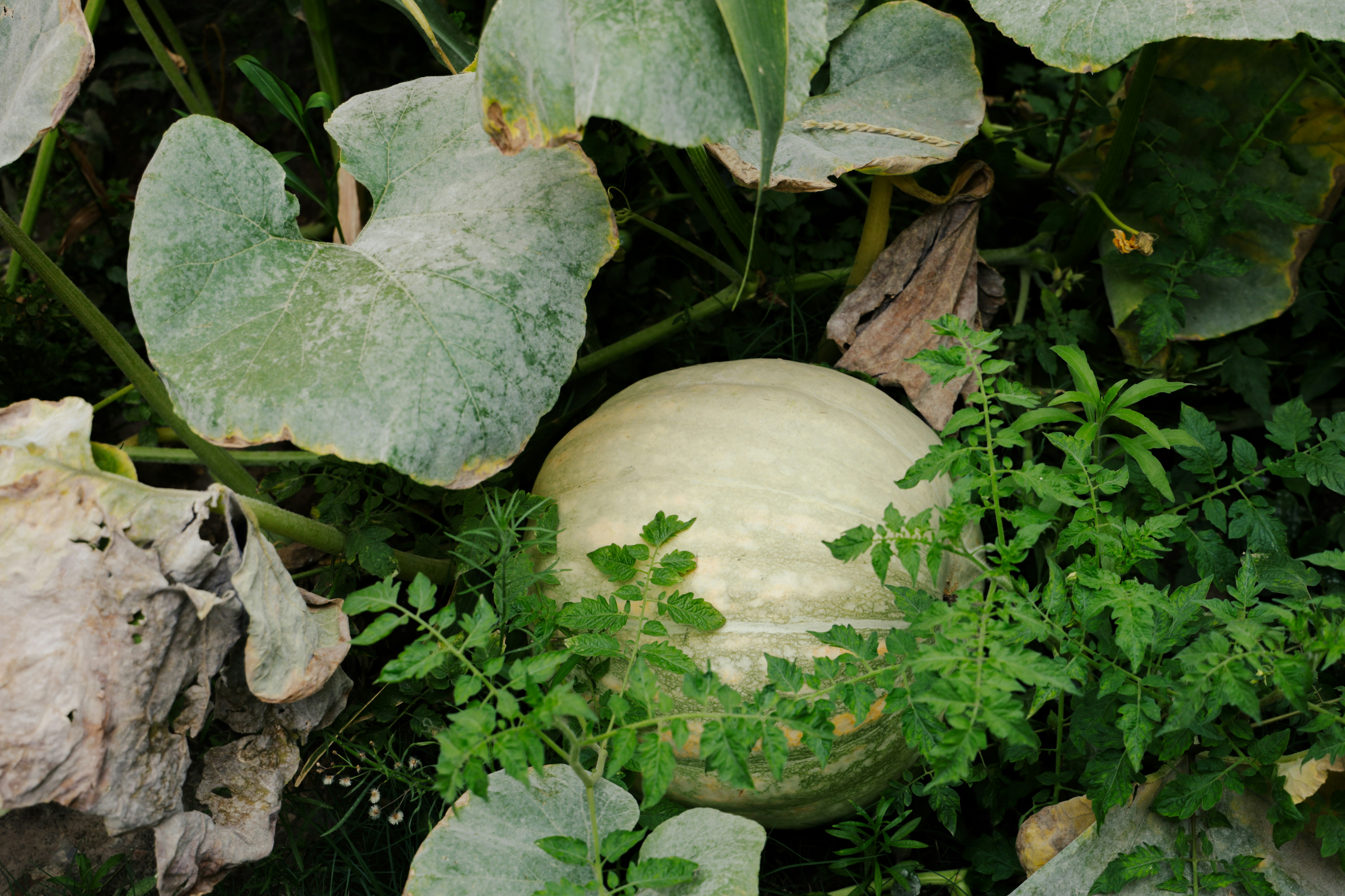 Garden Gem: Hidden Melon Among Leaves
