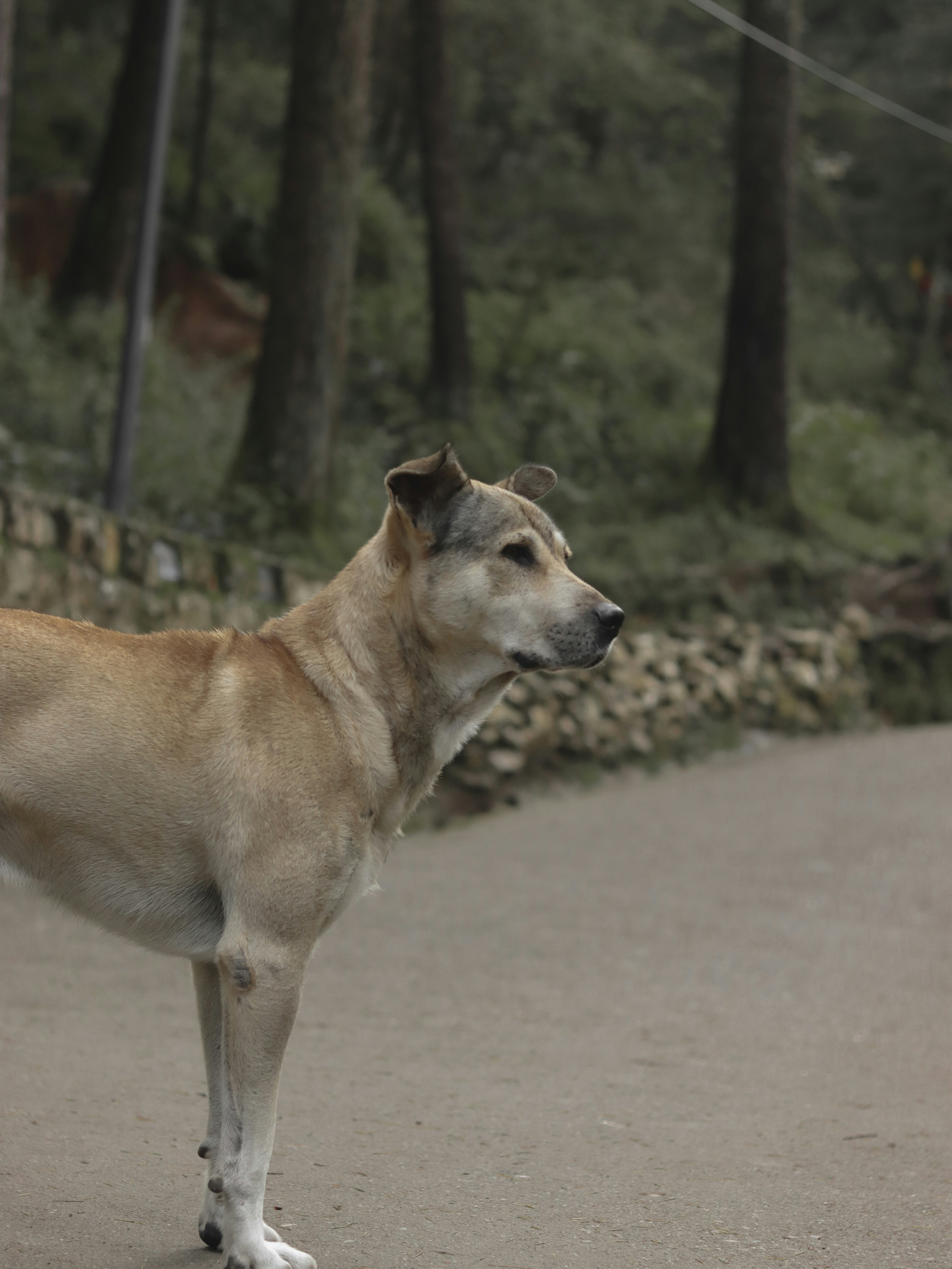 Dusty Road Sentinel: A Hound Scanning the Quiet Countryside