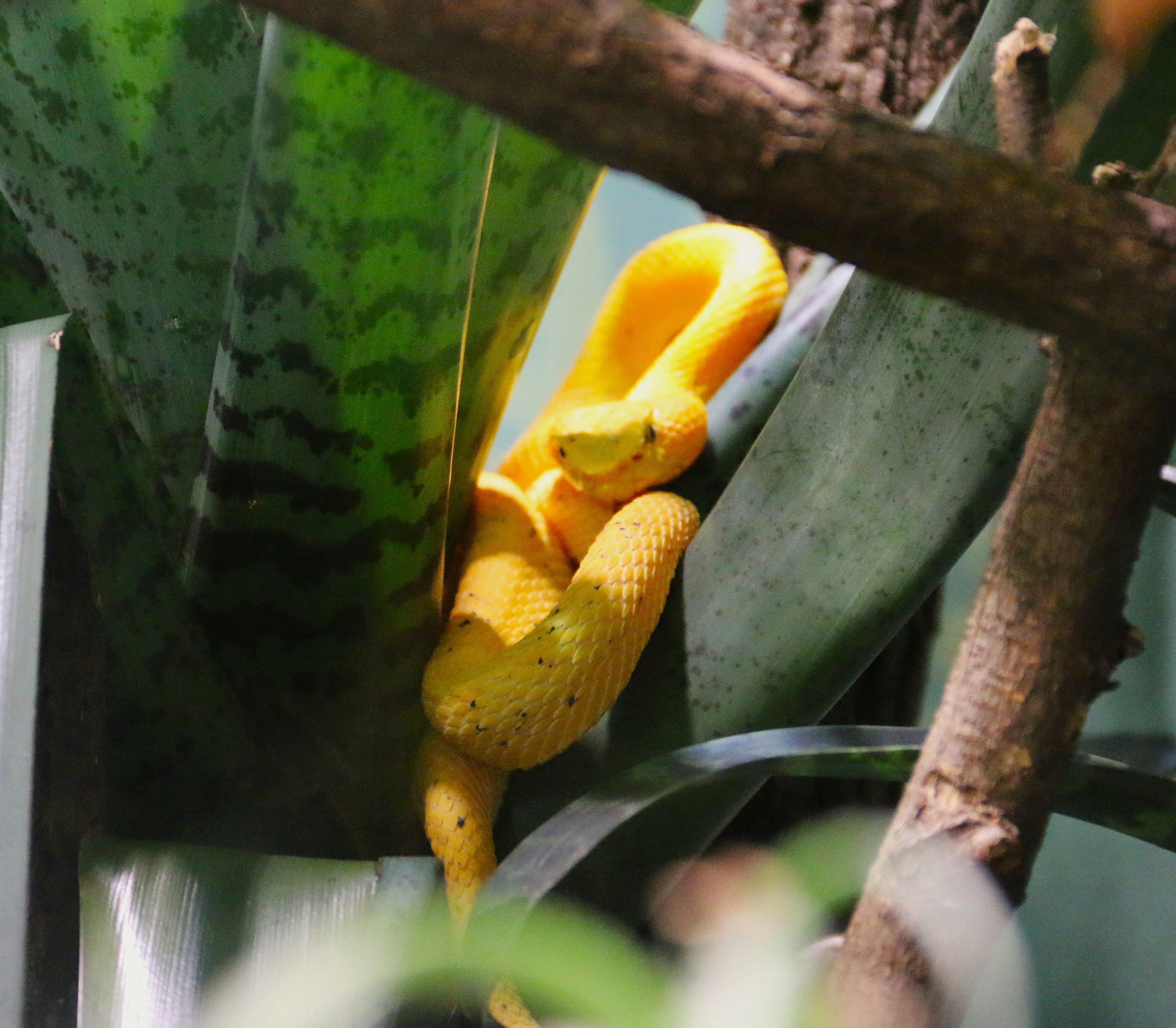 Sunlit Amber Serpent Coiled Through Jade Leaves