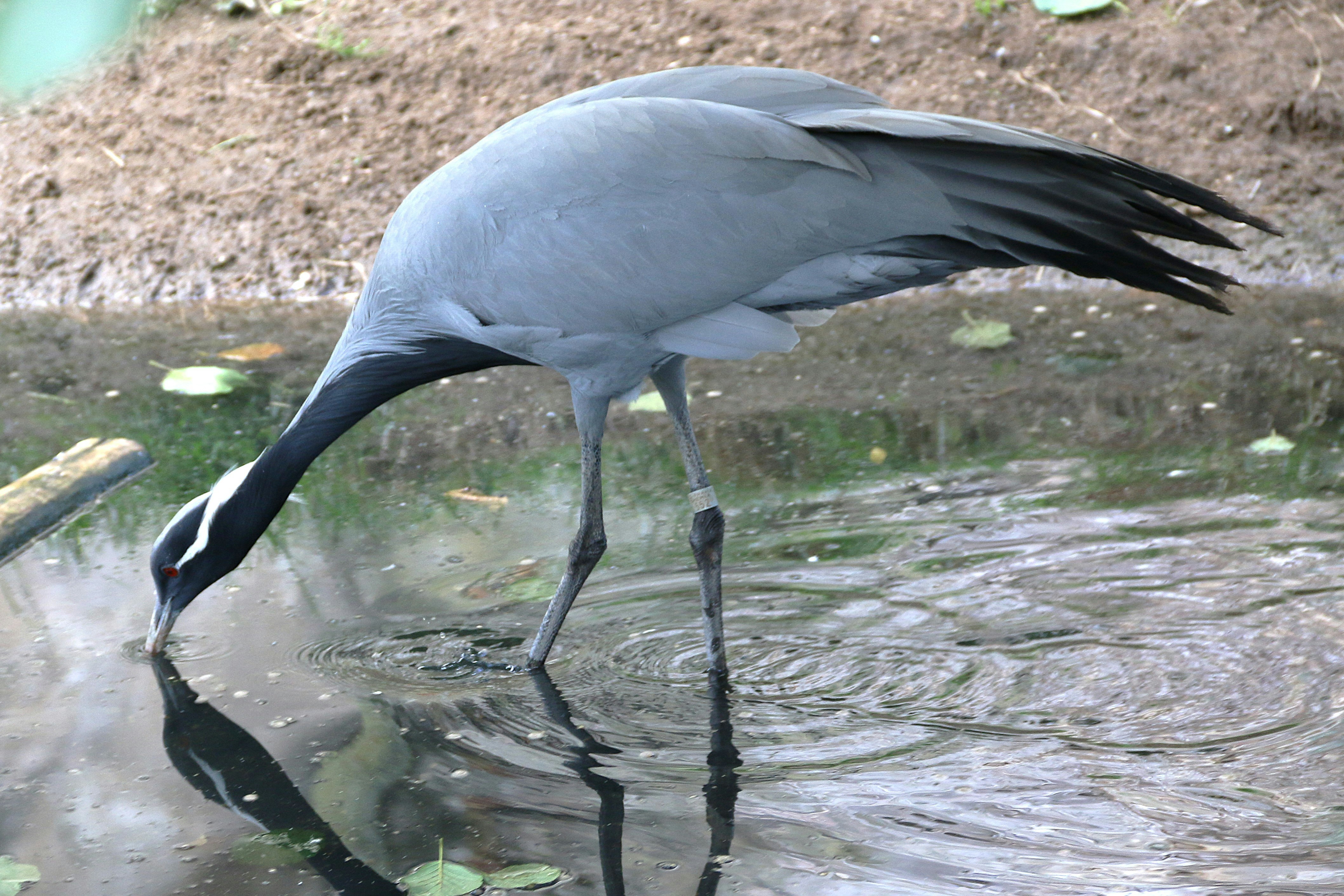 Silent Probe: Grey Heron Dips Through a Mirror Pond