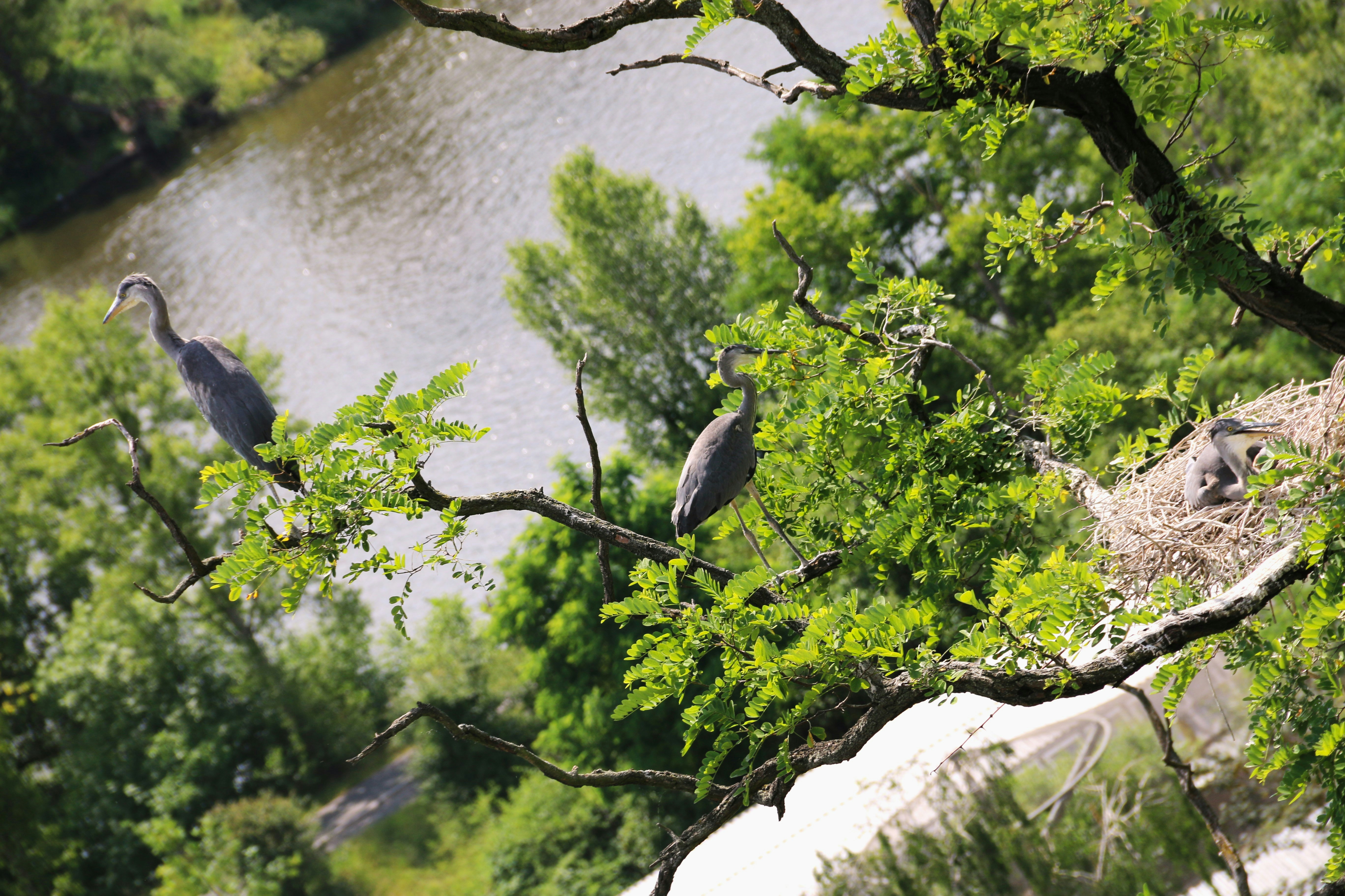 Riverbank Vigil: Two Herons Rest on Green Limbs Above the River