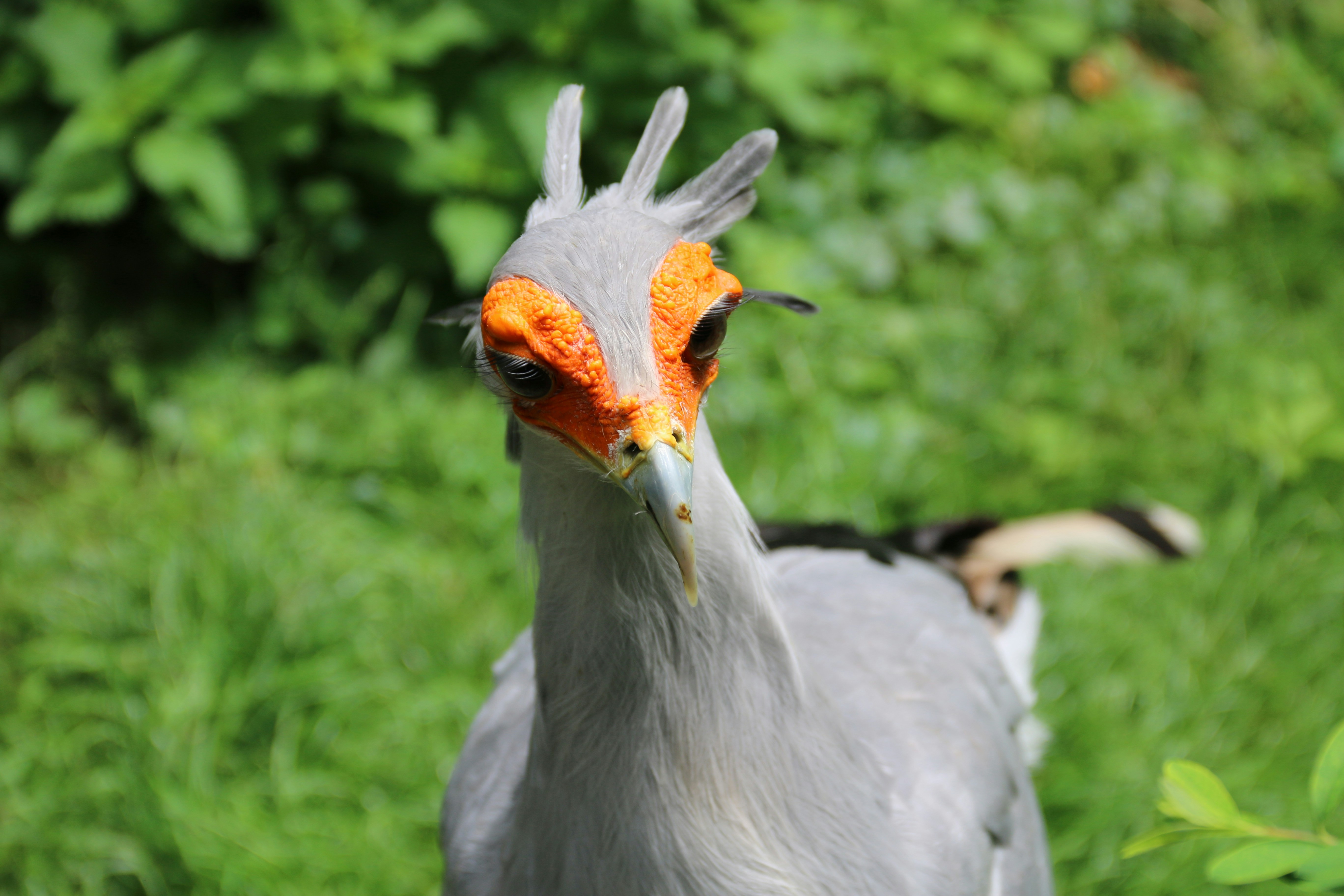Orange-Faced Grey Crane: Crest and Gaze in a Green Glade