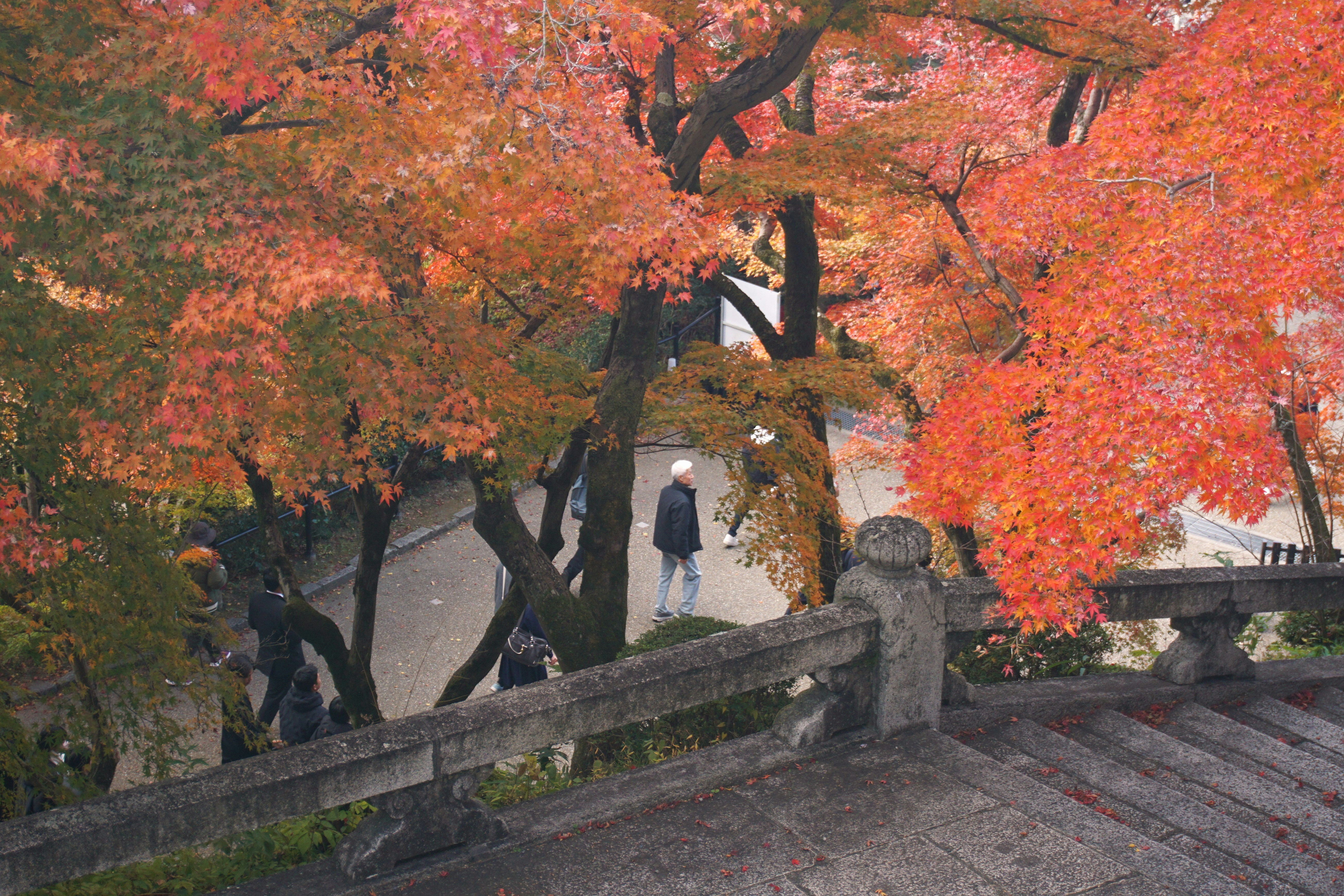 Autumn Stroll Beneath Fiery Canopy
