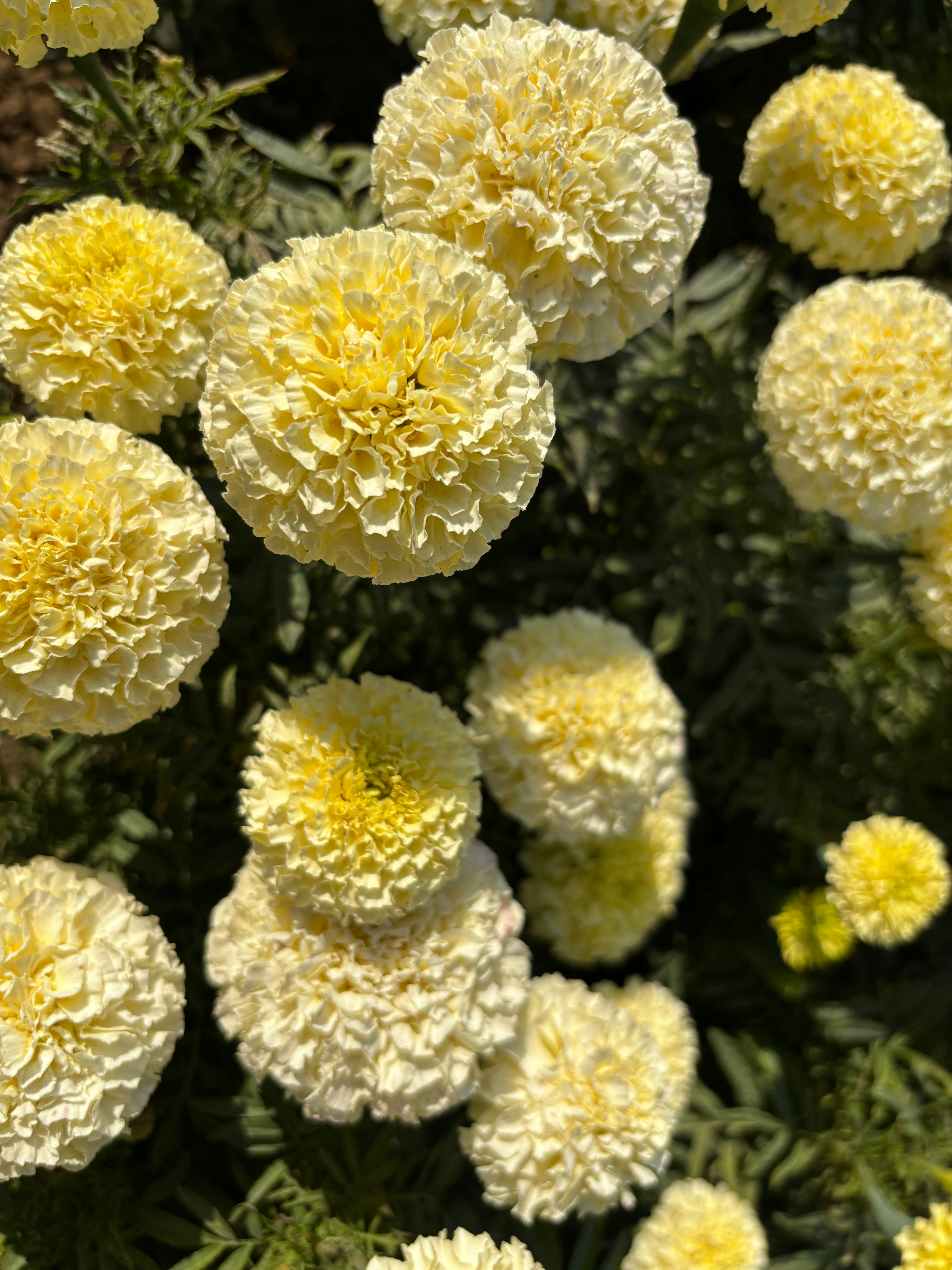 Sunlit Cream Pom-Poms in a Quiet Garden
