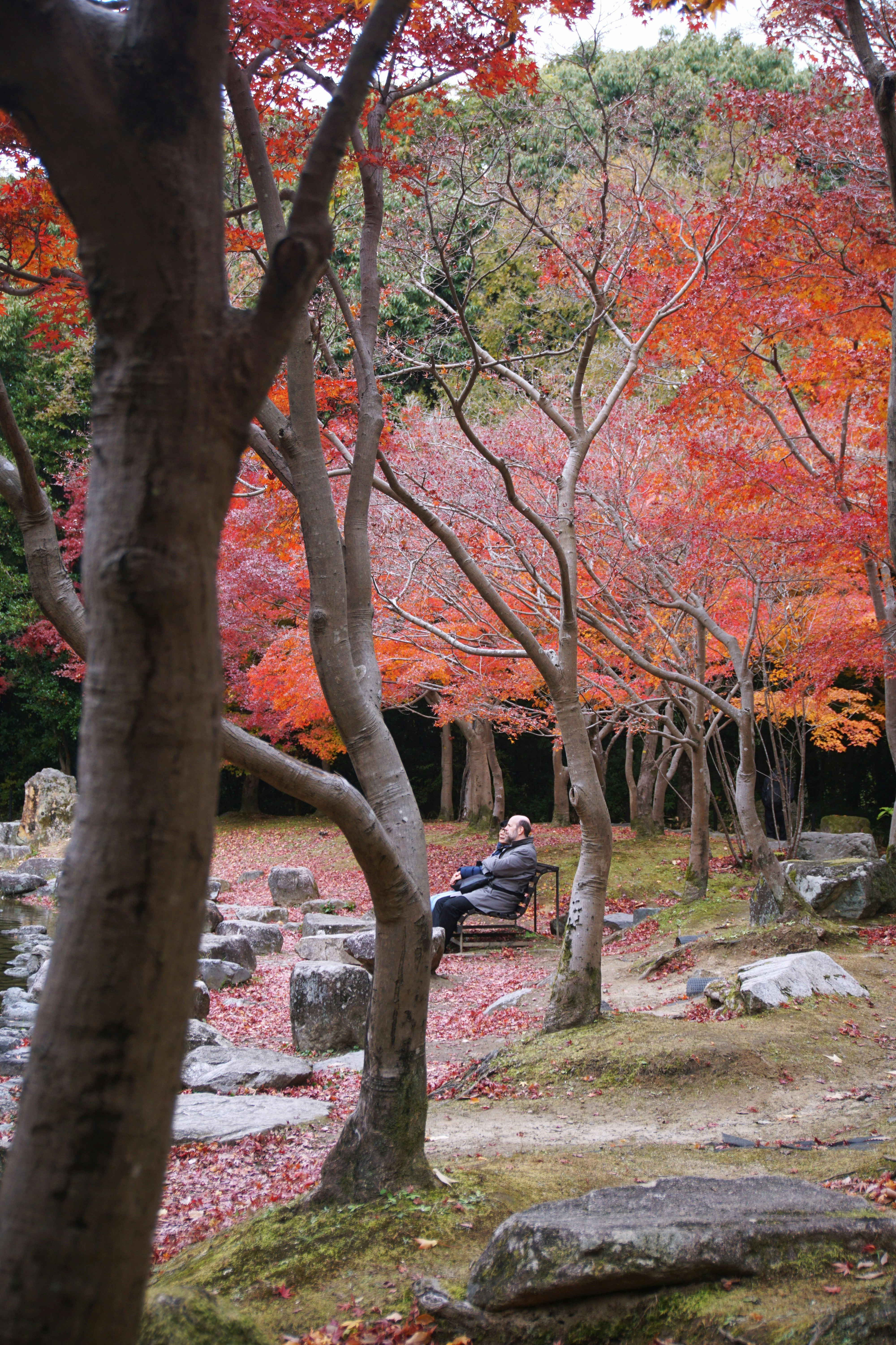 Ember Canopy and a Quiet Bench: A Lone Visitor Among Autumn's Painted Path