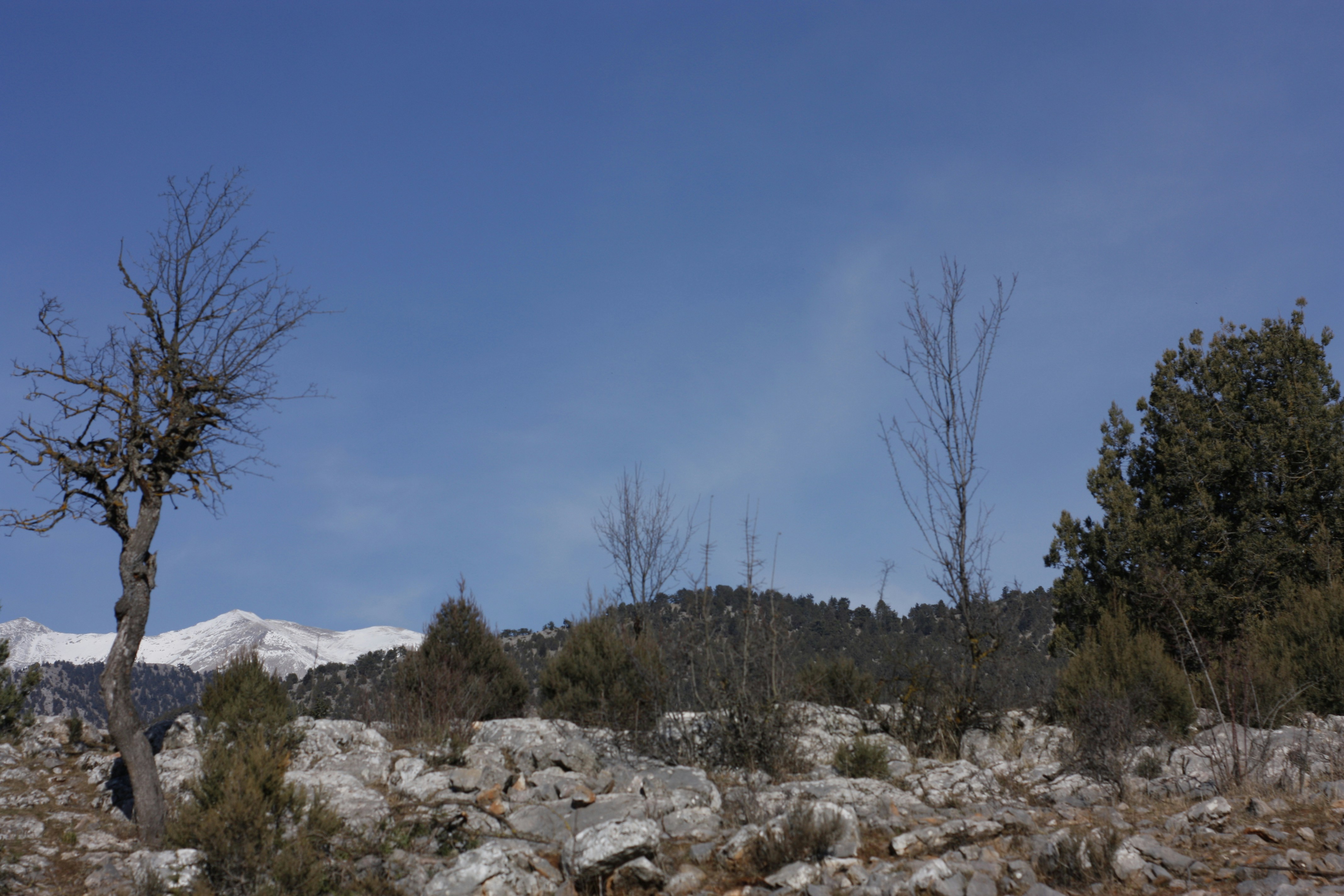 A rocky field with trees and snow covered mountains in the background ...