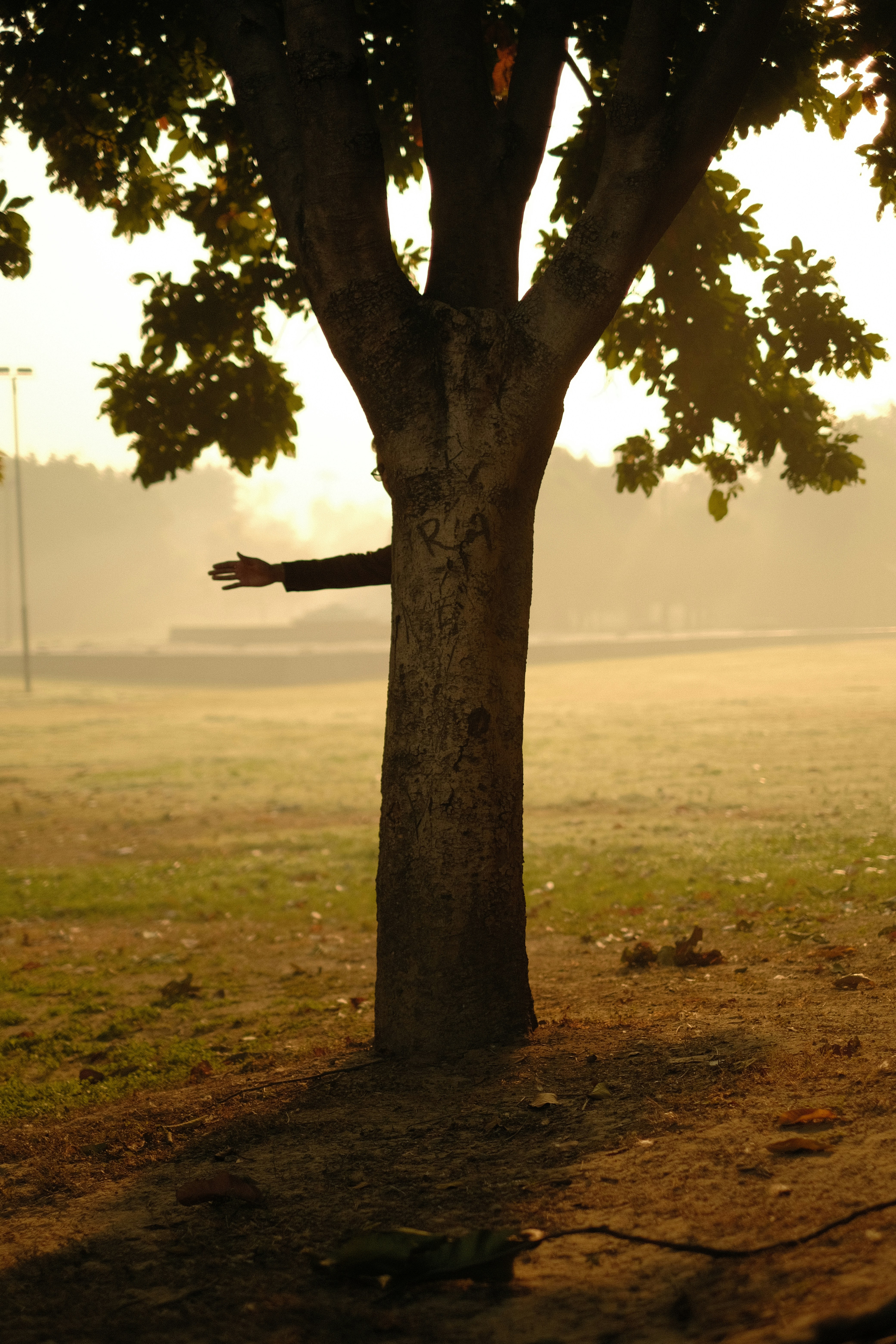 Embrace of the Park: A Tree With a Hidden Arm