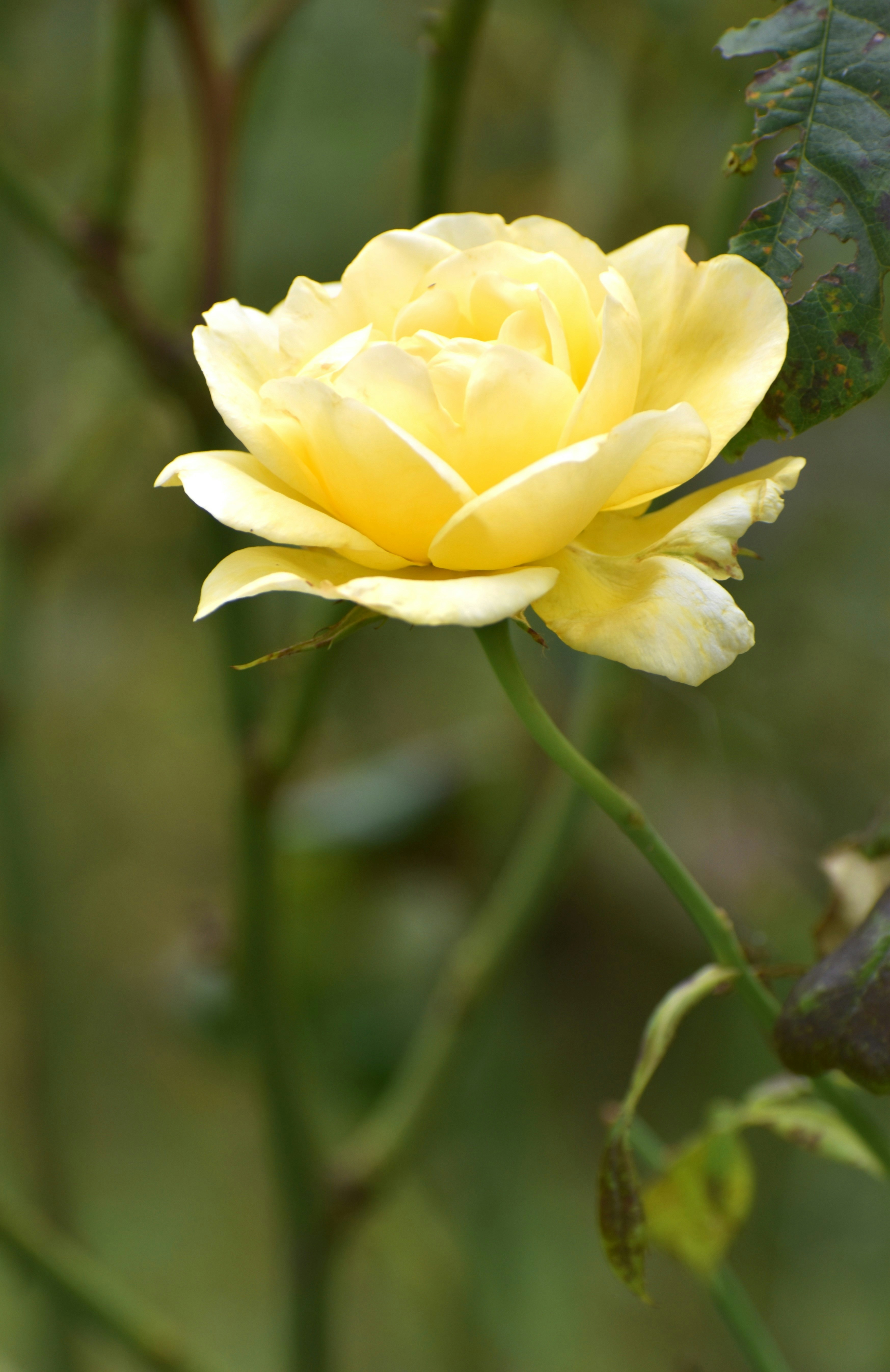 Sunlit Cream Rose: A Quiet Moment in Soft Garden Bokeh
