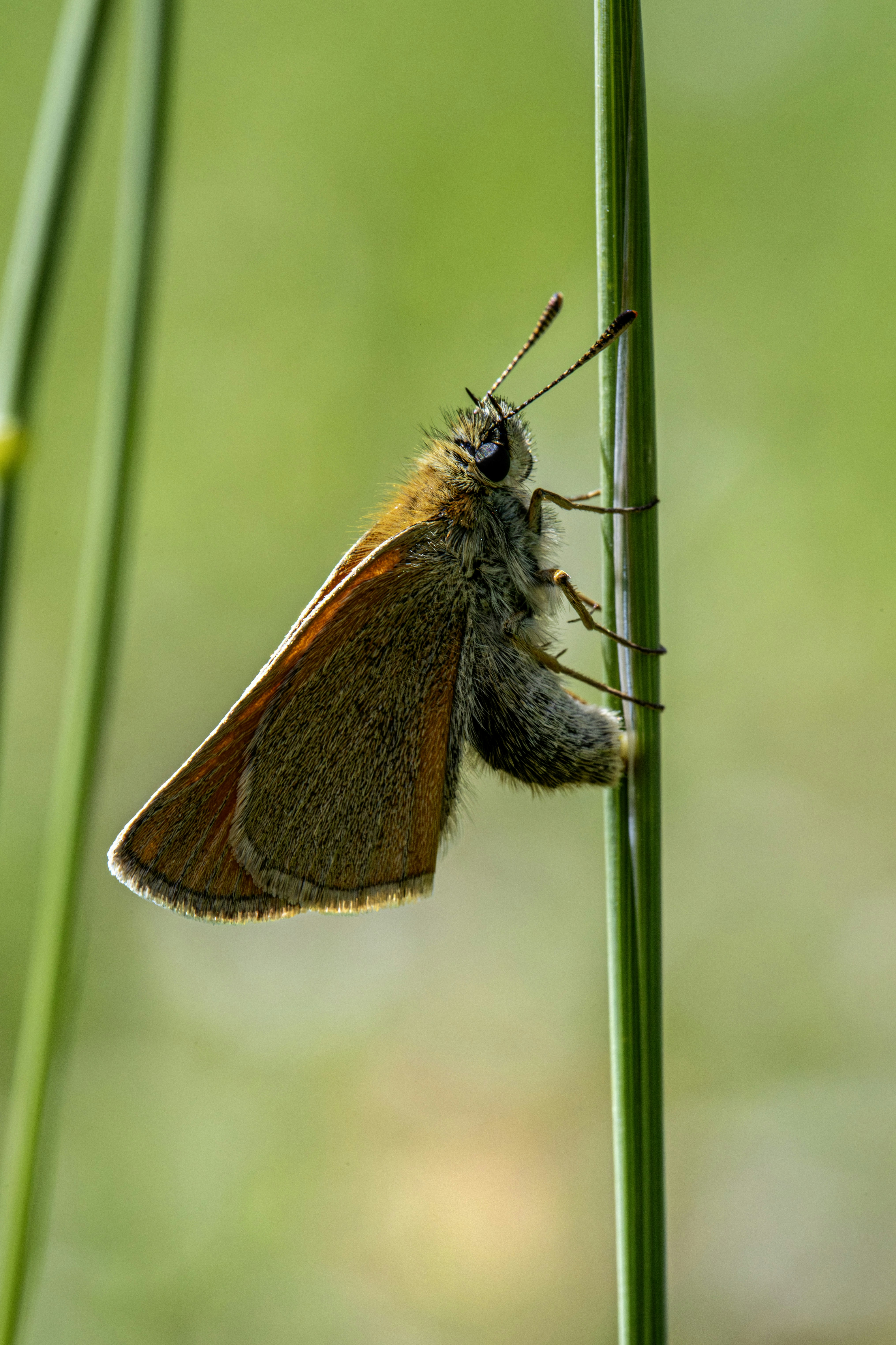 A small brown and orange moth sitting on a blade of grass photo – Free ...