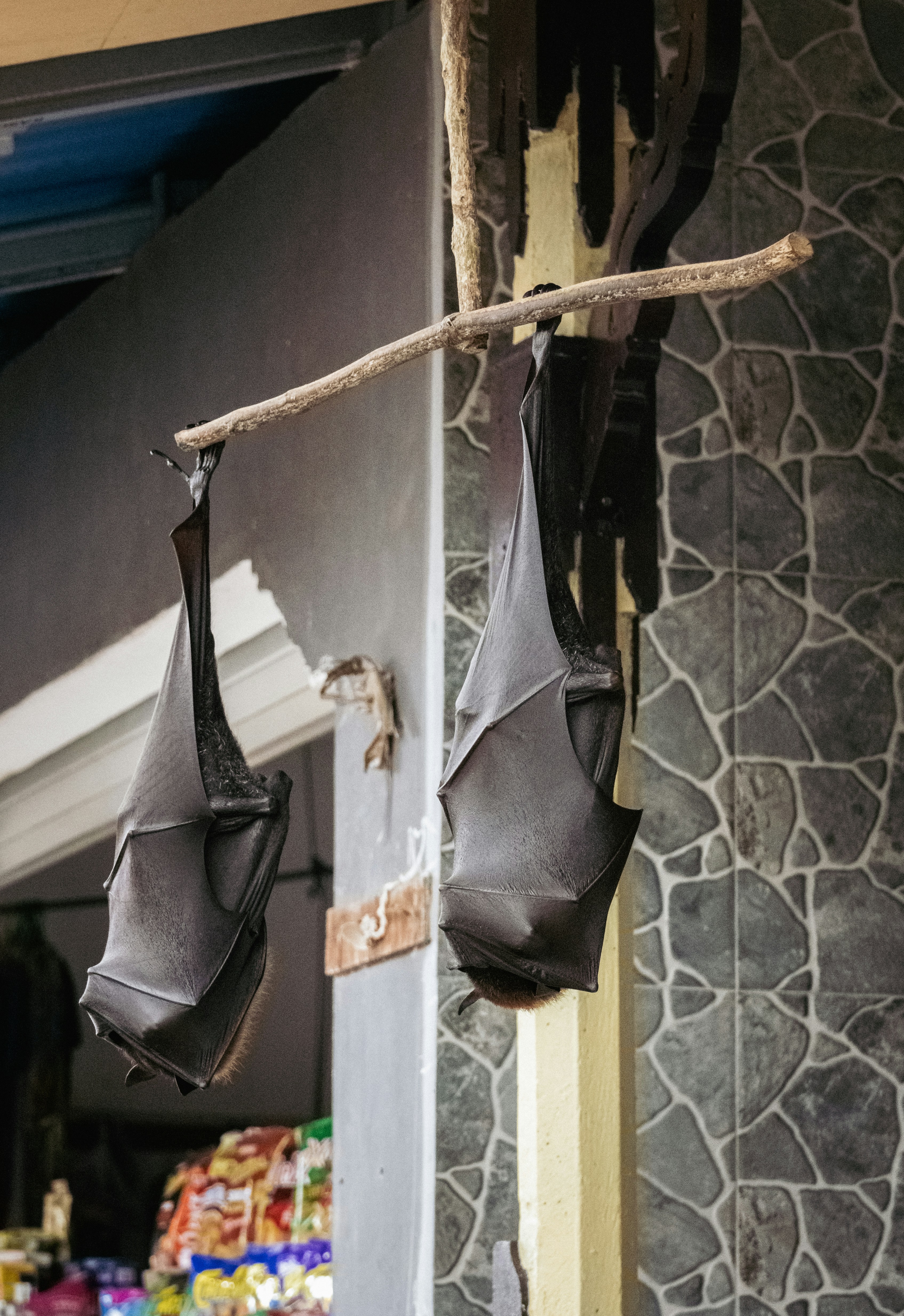 A couple of bats hanging from the side of a building photo – Free Bali ...