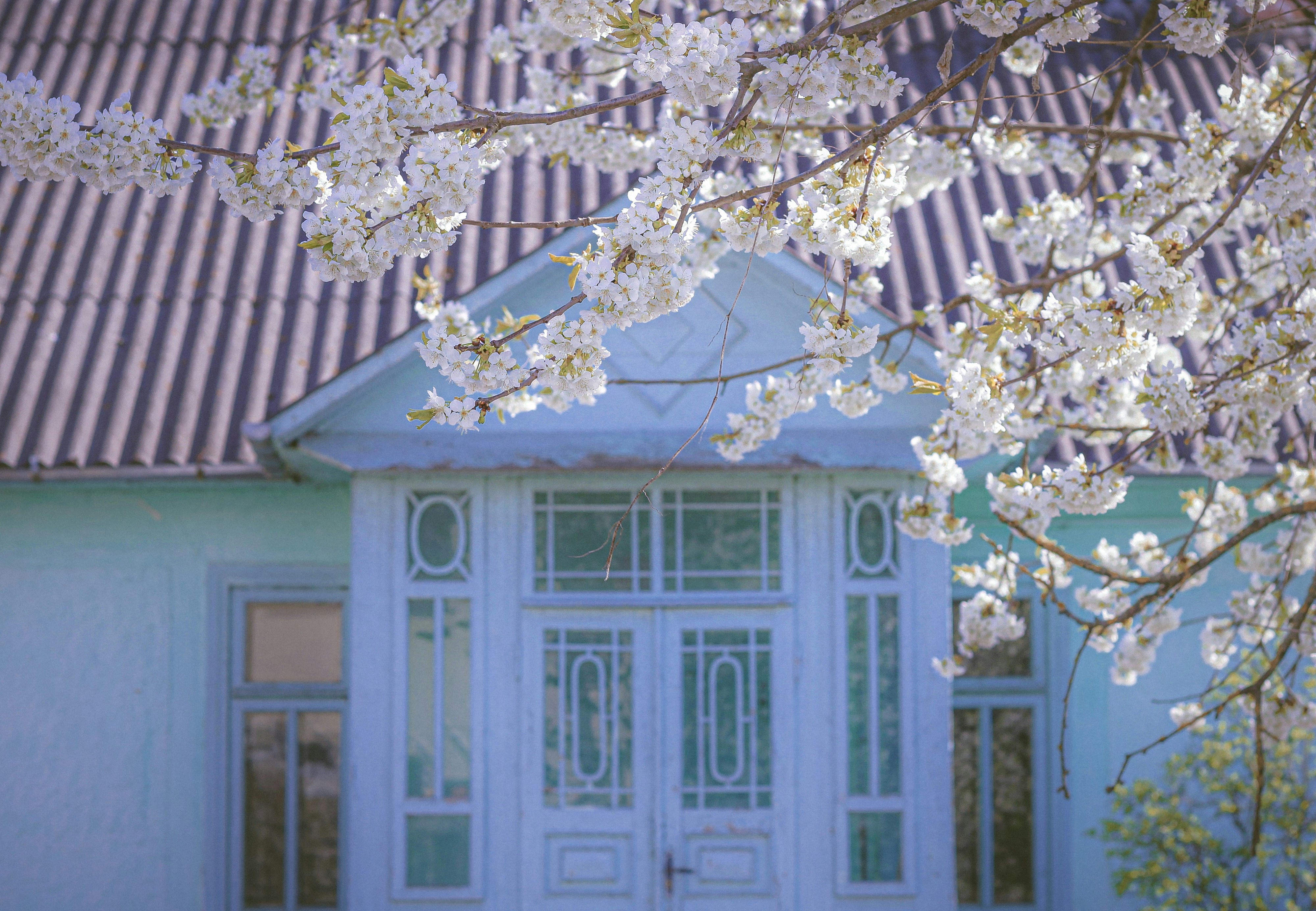 Pastel Threshold: A Blue Front Door Framed by Spring Blossoms
