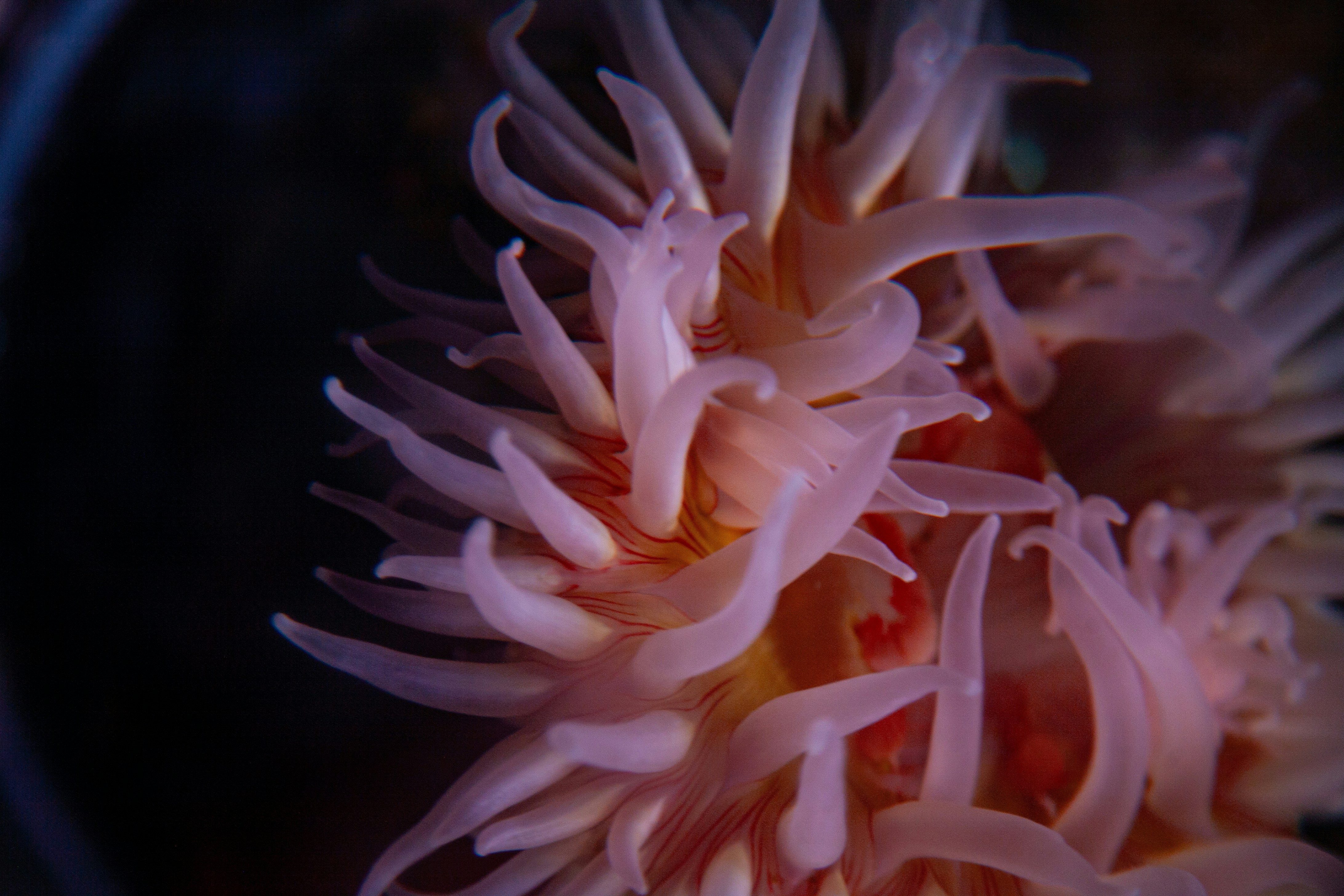 Pink Whorl in the Dark: a Macro Portrait of a Coral Bloom