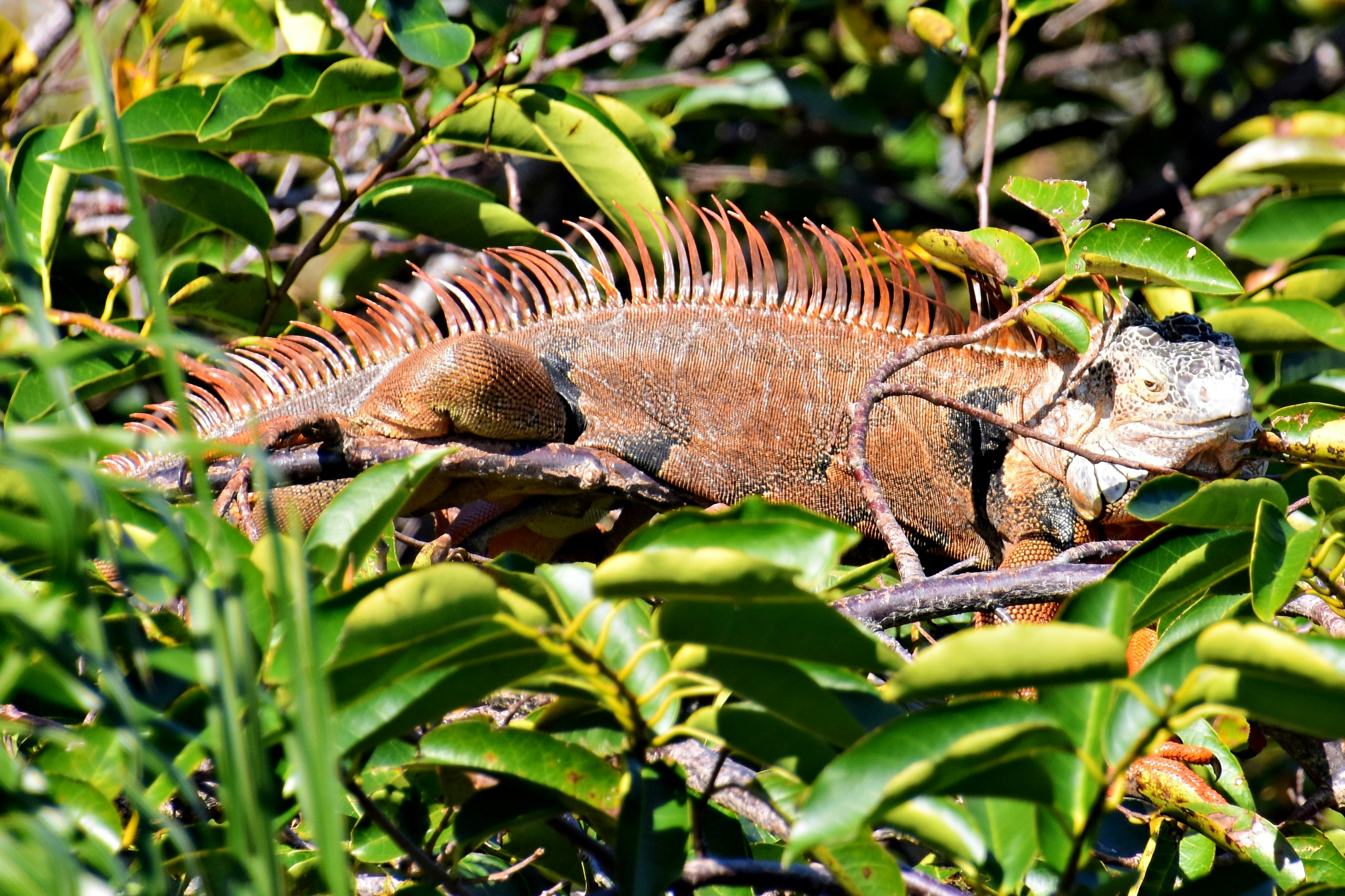 Photo by Jeffrey Eisen with Nikon D5600