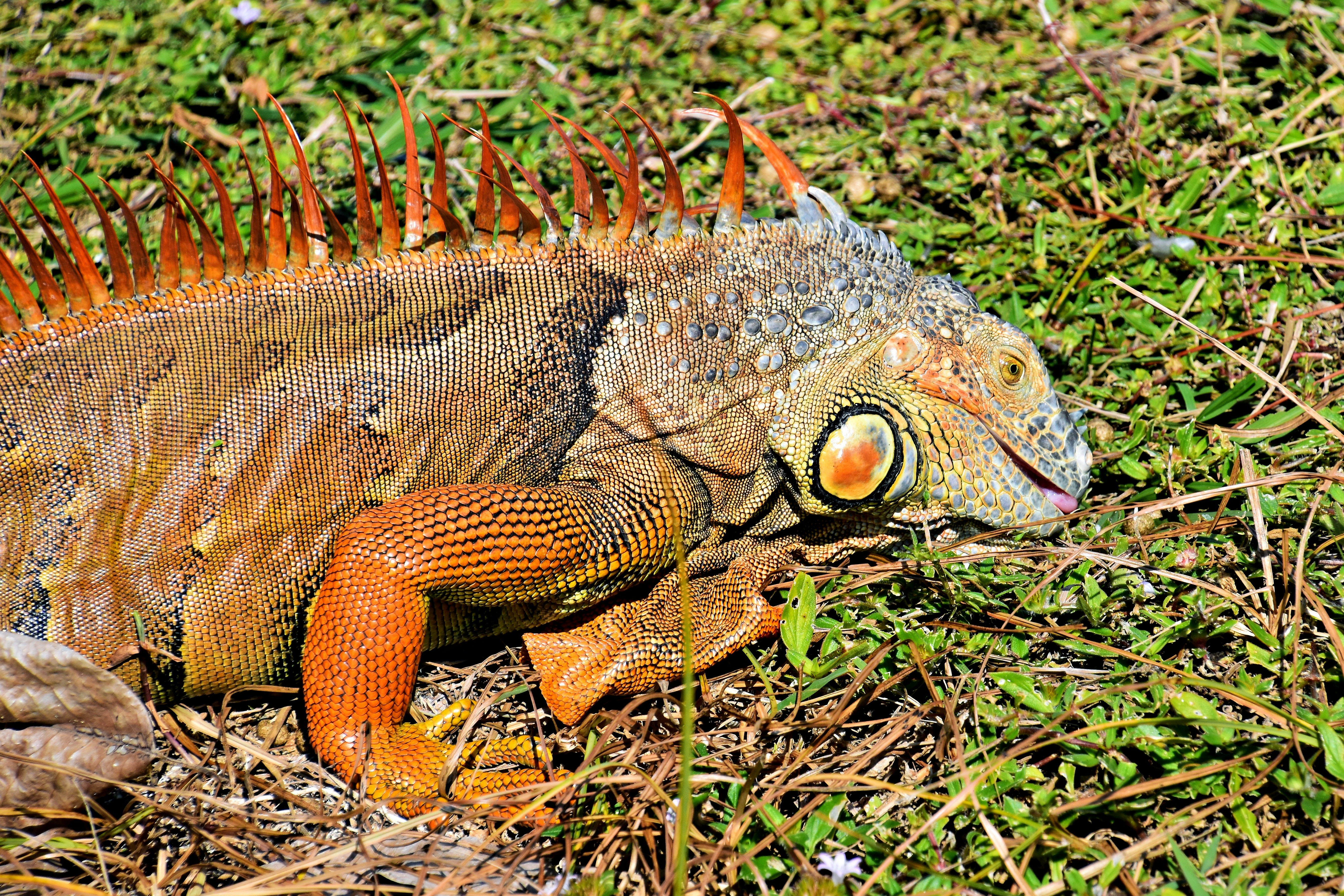 A close up of a lizard laying on the ground photo – Free Animal Image ...