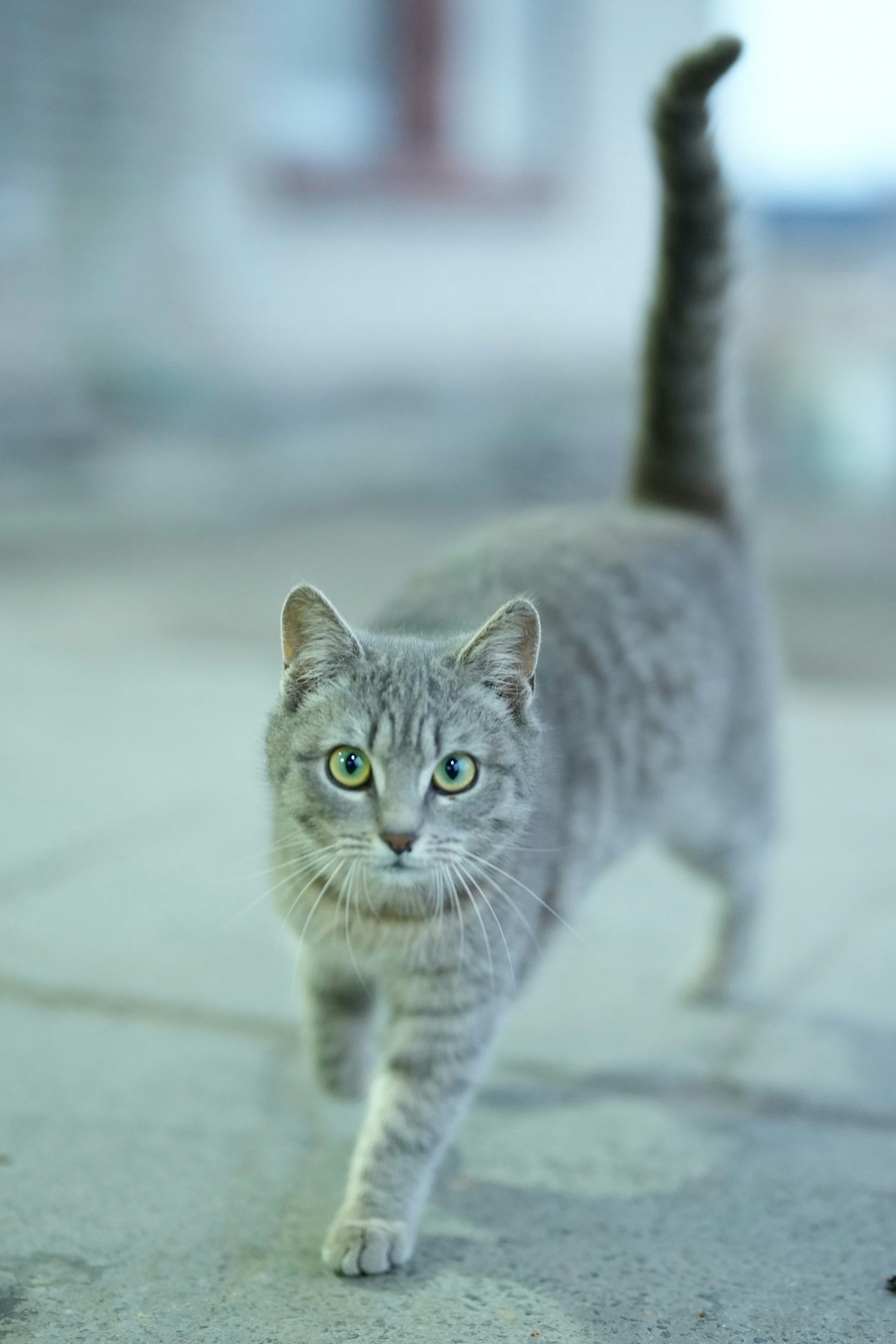 Forward Approach: A Gray Cat’s Curious Gaze on a Quiet Street