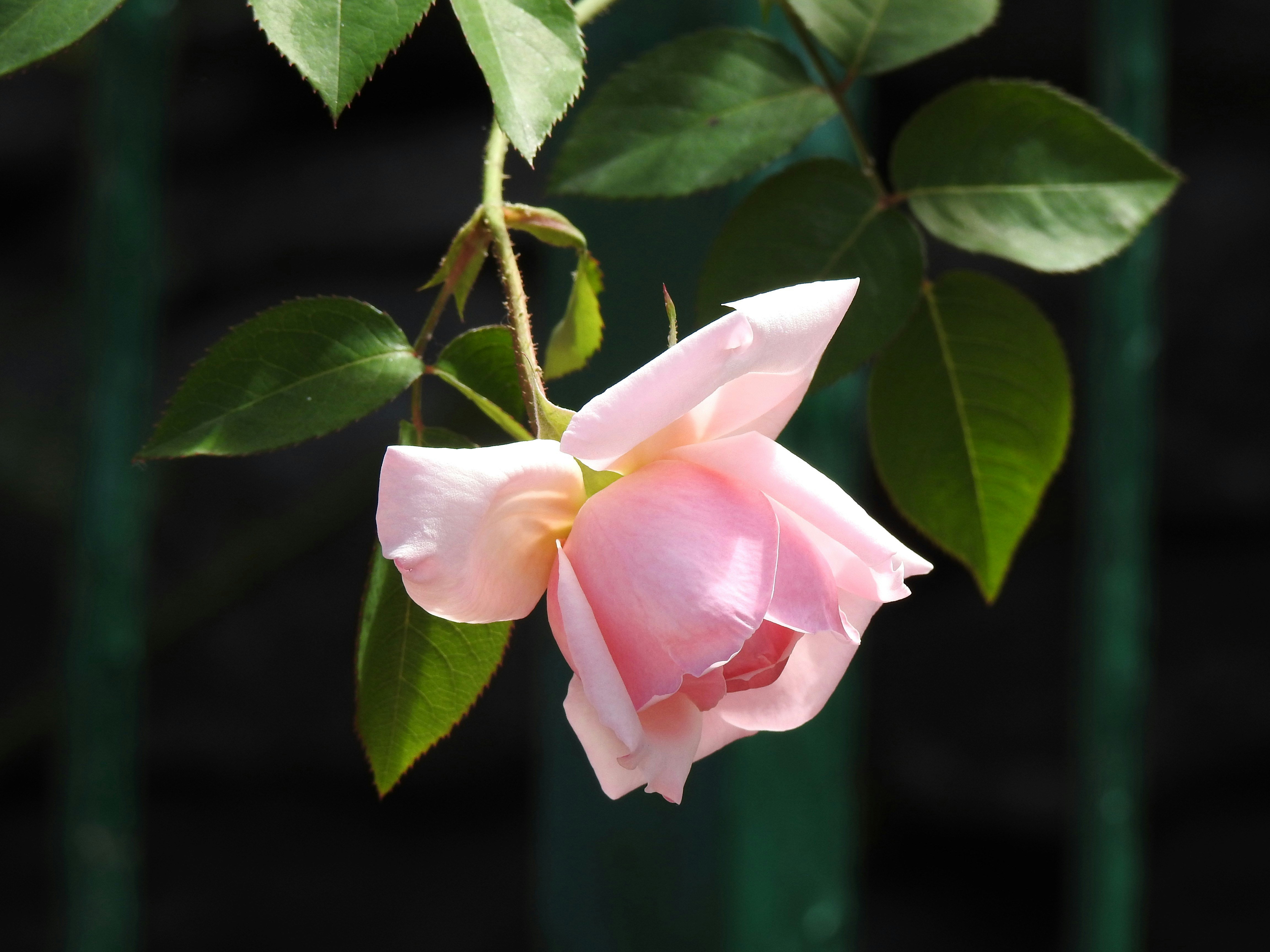 Petal Whisper: Pink Rose in Velvet Shadow