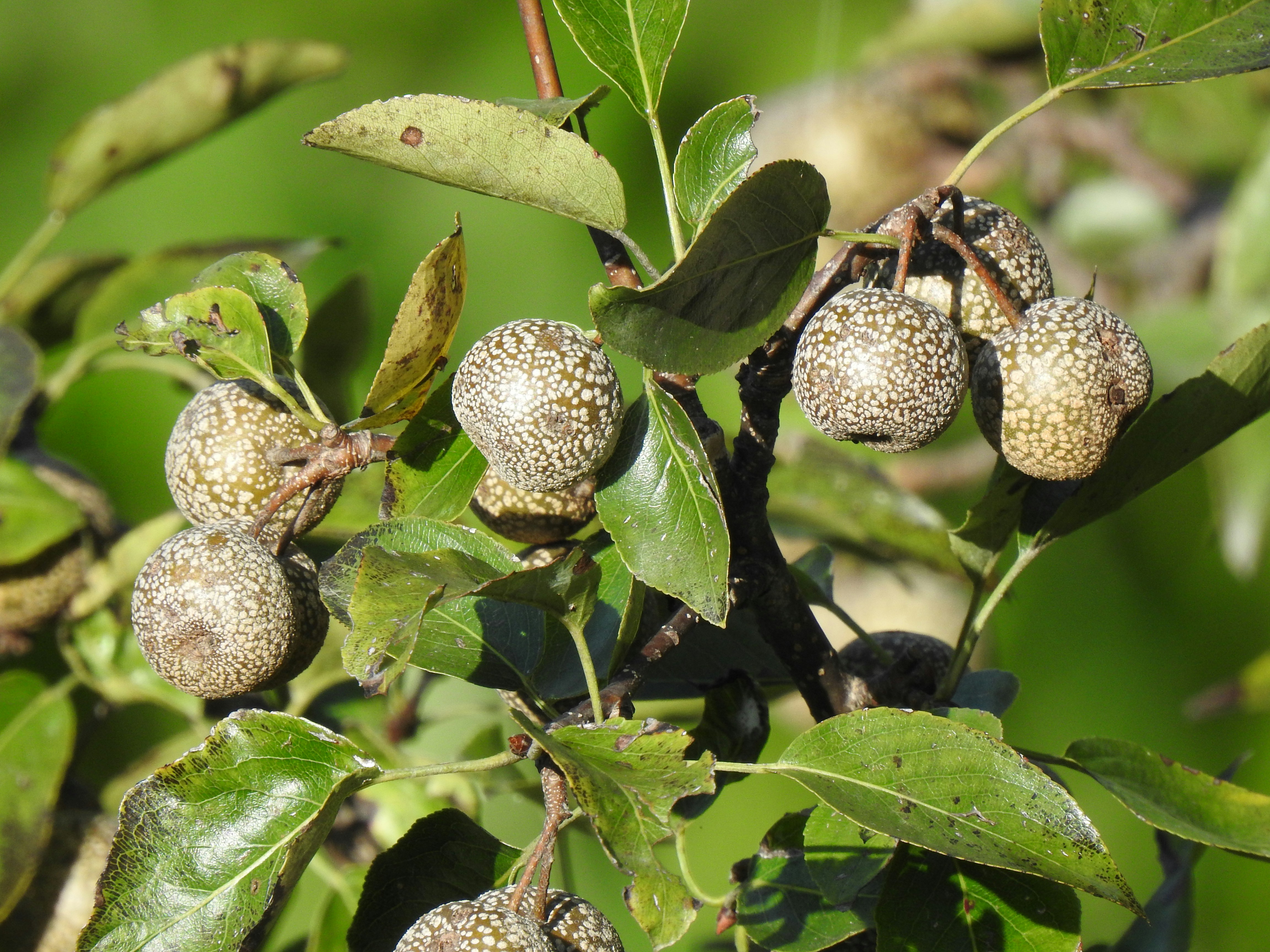 Speckled Pears in Sunlit Orchard