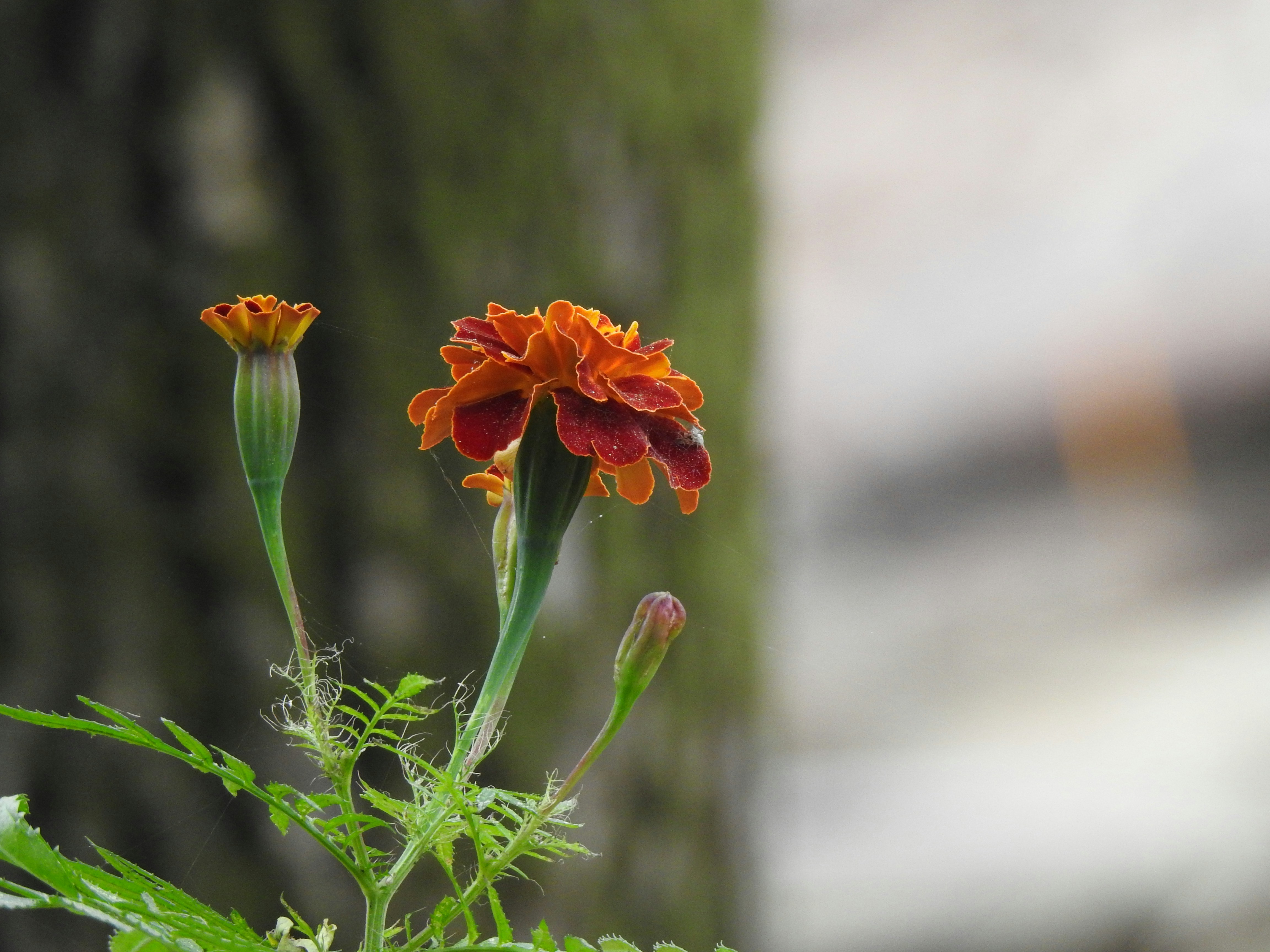 Crimson Zinnia Duo: A Deep-Focus Portrait of Fragile Petals