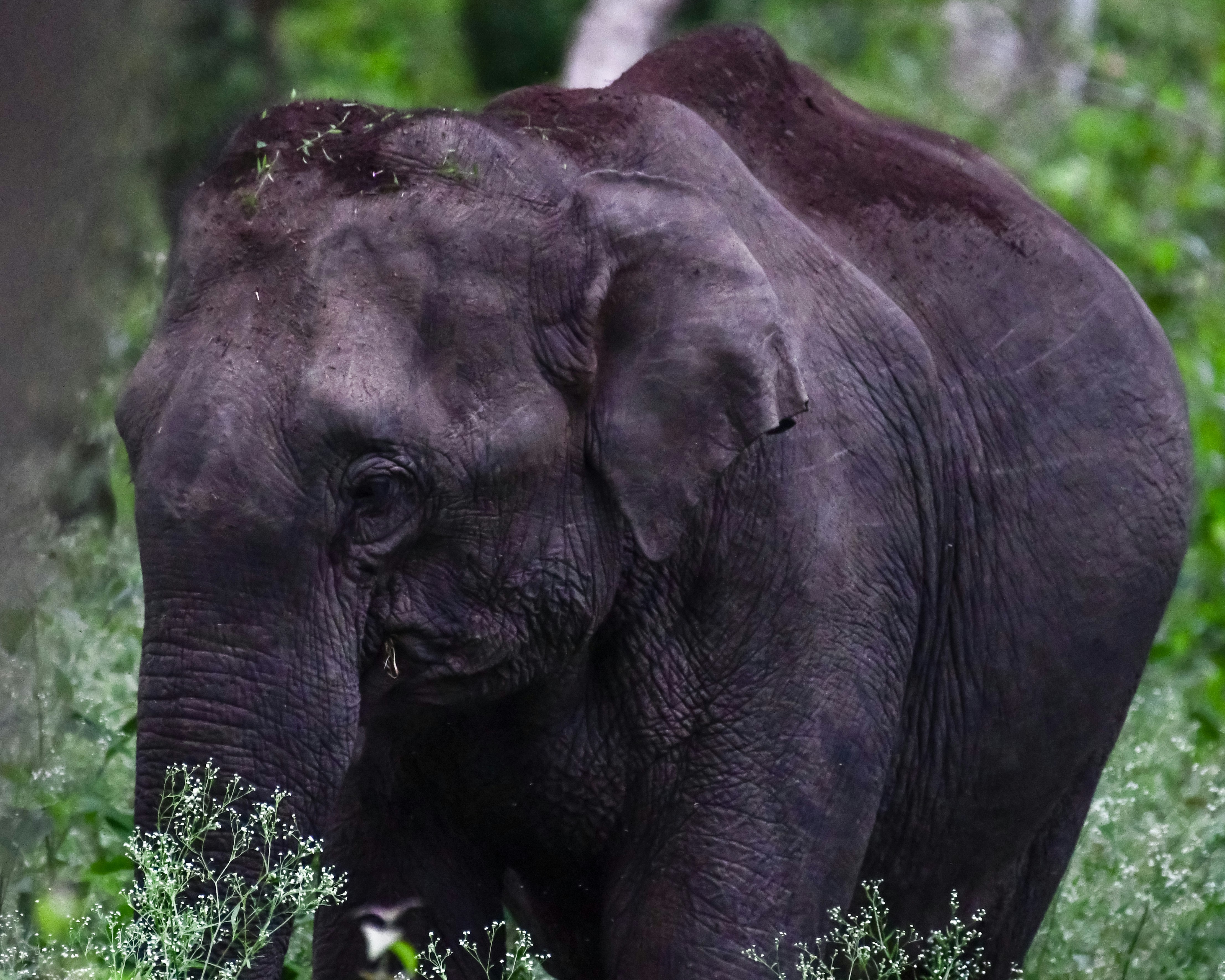 A large elephant walking through a lush green forest photo – Free ...