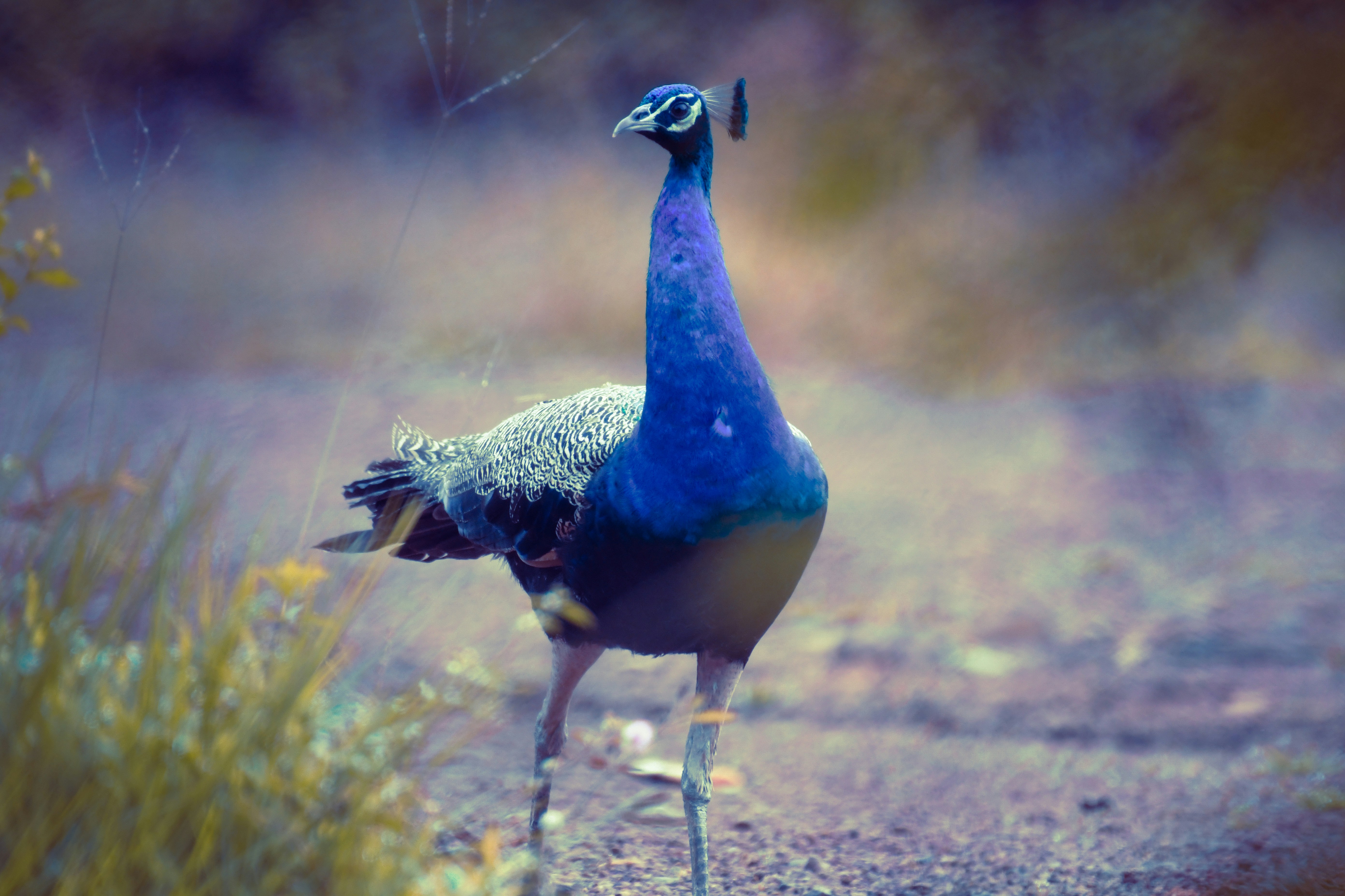 Regal Blue: A peacock pauses in a sunlit path