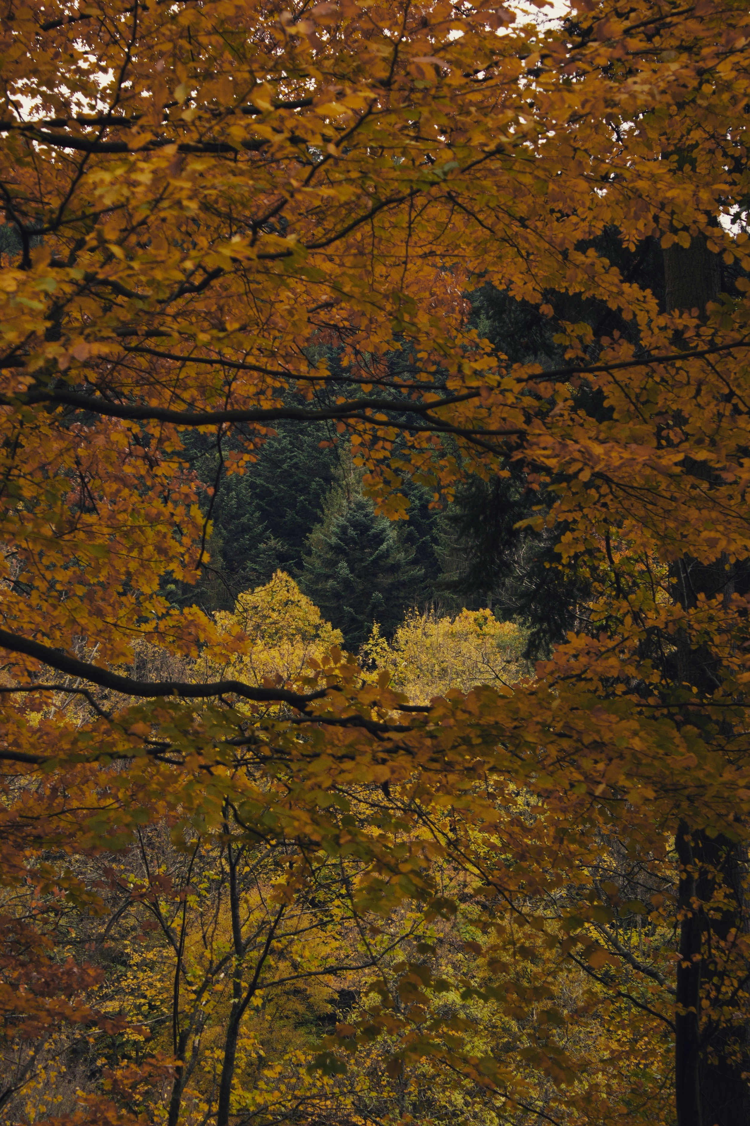 Framed Amber: a Quiet Clearing Hidden in Autumn Woods