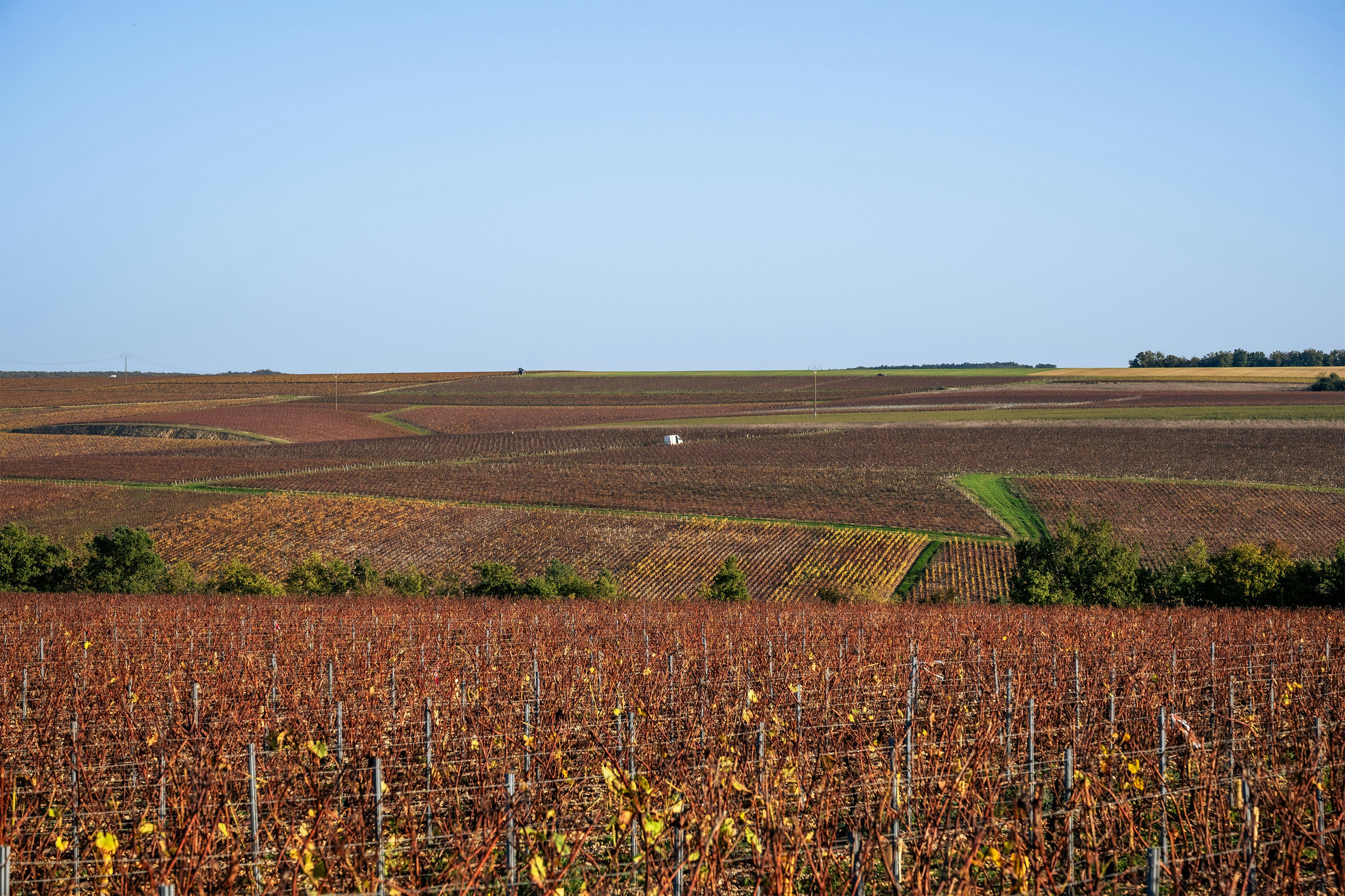 Un grand champ avec un tas d’arbres dedans photo – Image gratuite de ...