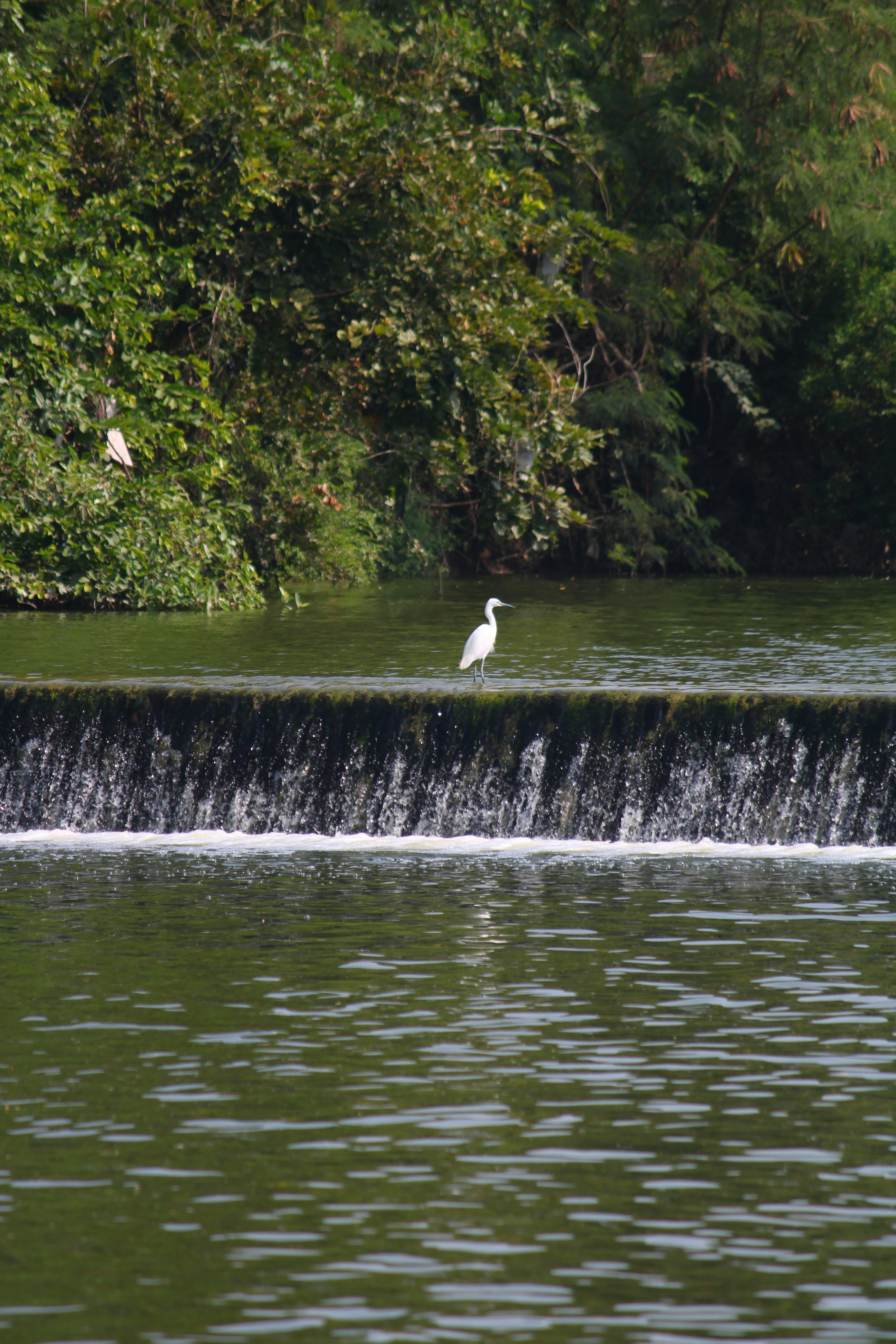 A white bird sitting on top of a waterfall photo – Free Junagadh Image ...