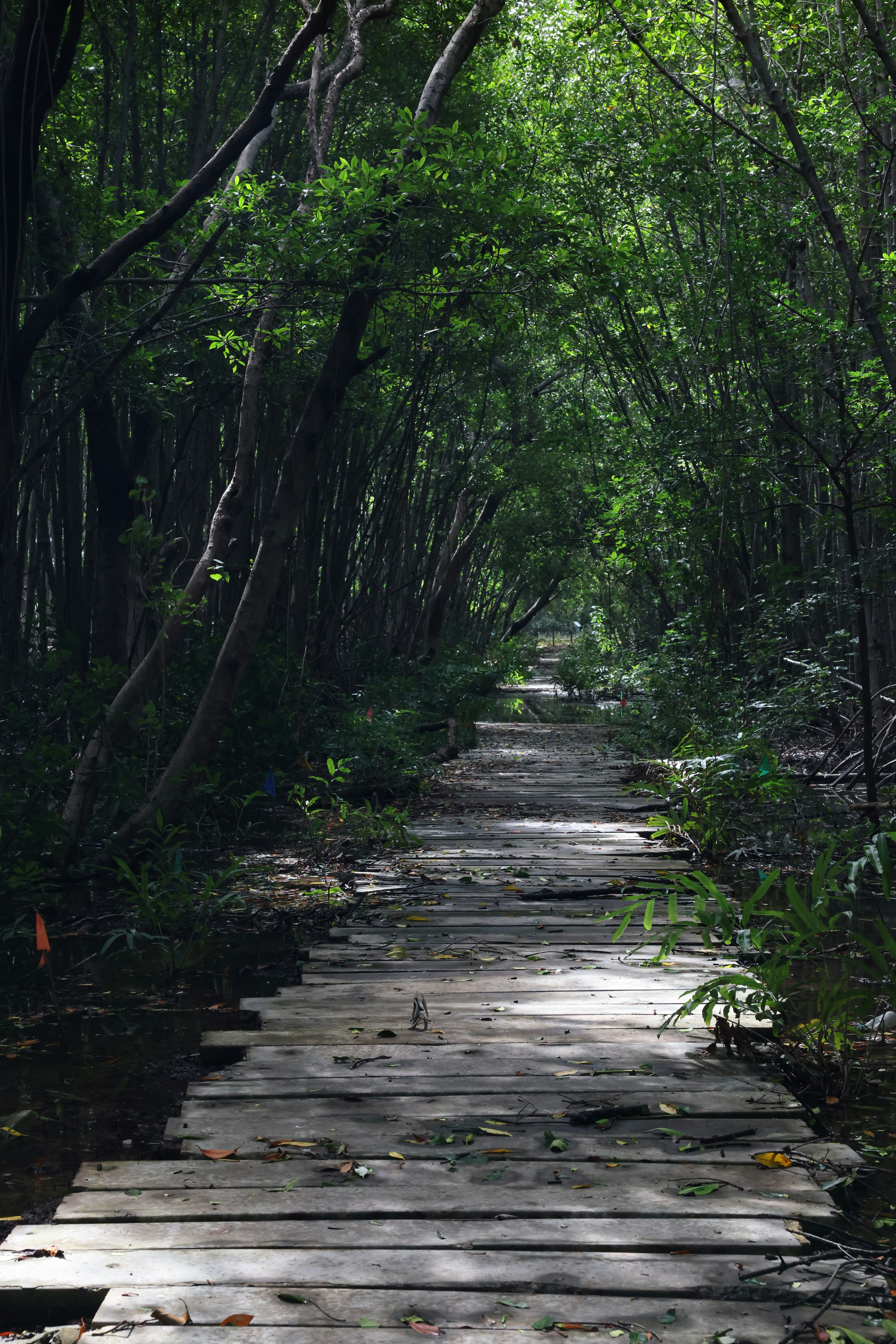 A wooden walkway in the middle of a forest photo – Free Forest Image on ...